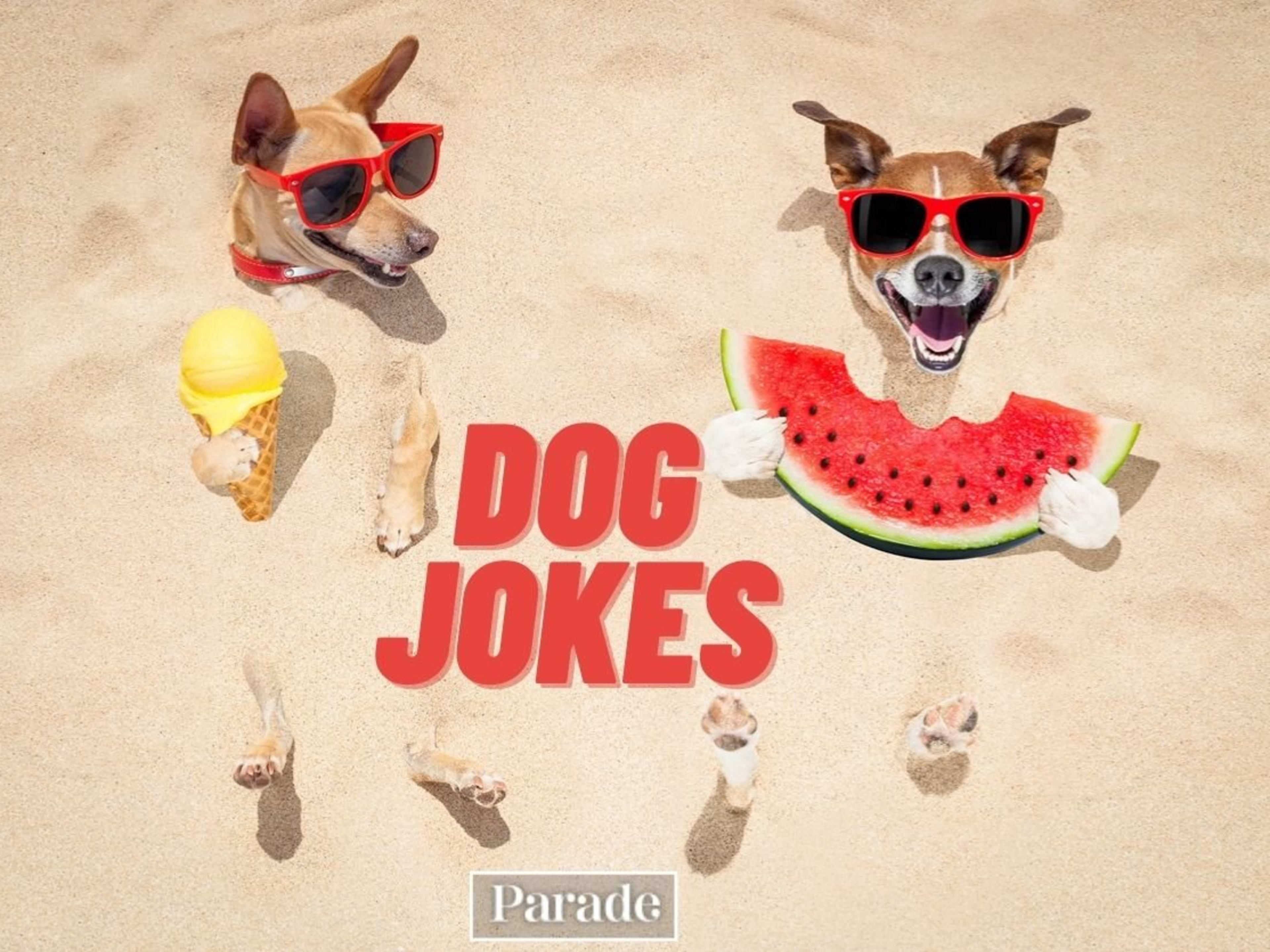75 Funny Dog Jokes To Make You Howl