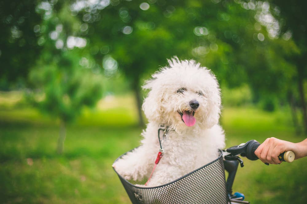 Fluffy White Dog
