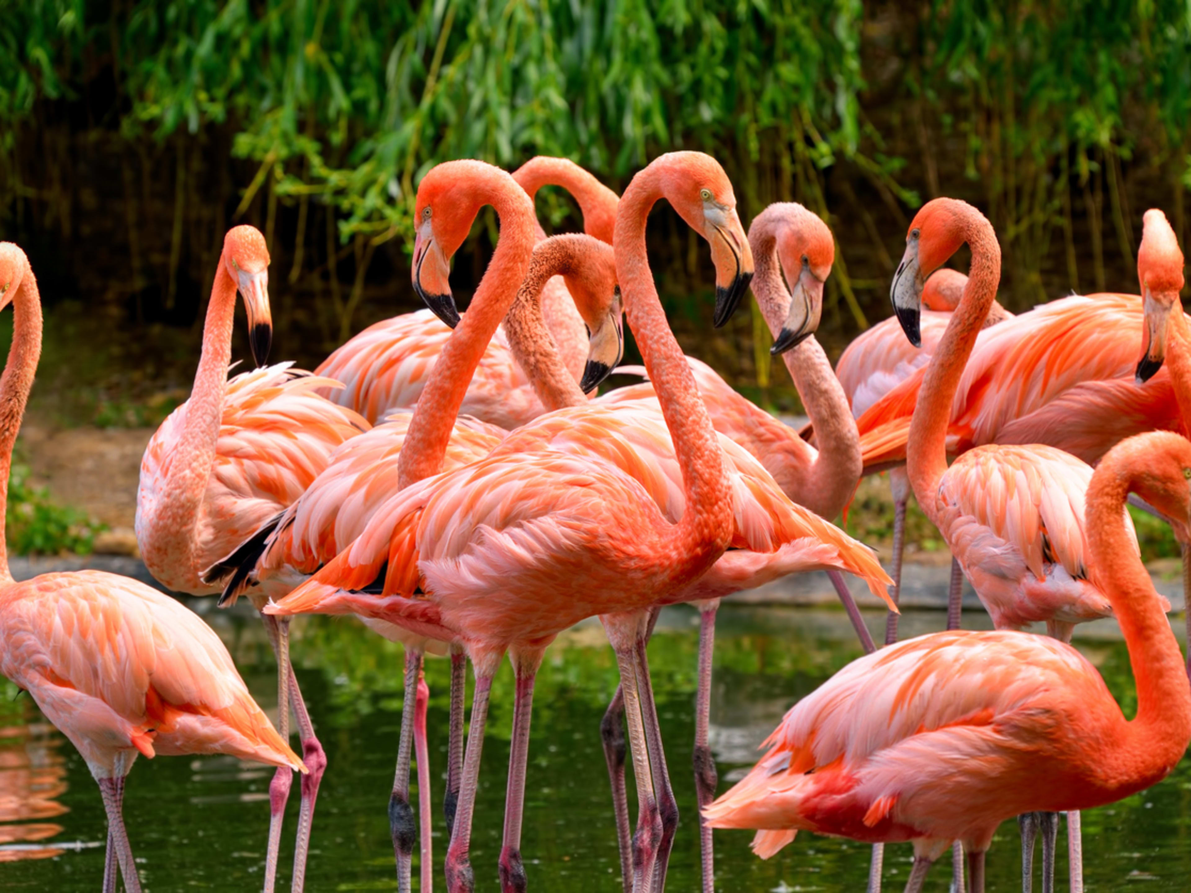 Why Are Flamingos Pink Flamingos Drusillas Zoo Park Blog UK Best