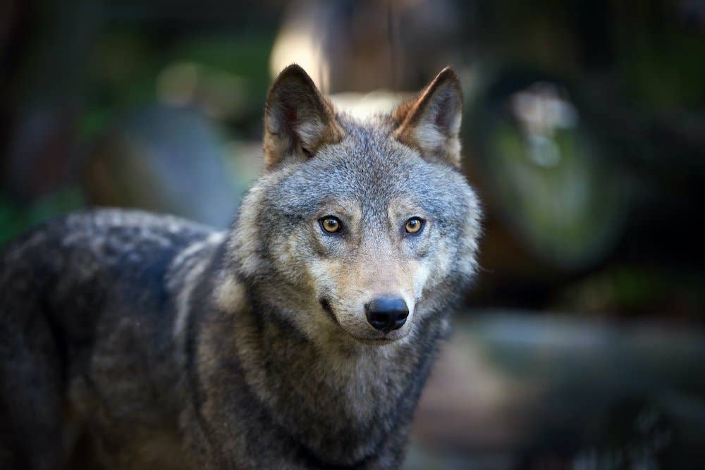 15 Wolf Dog Breeds: All You Need to Know