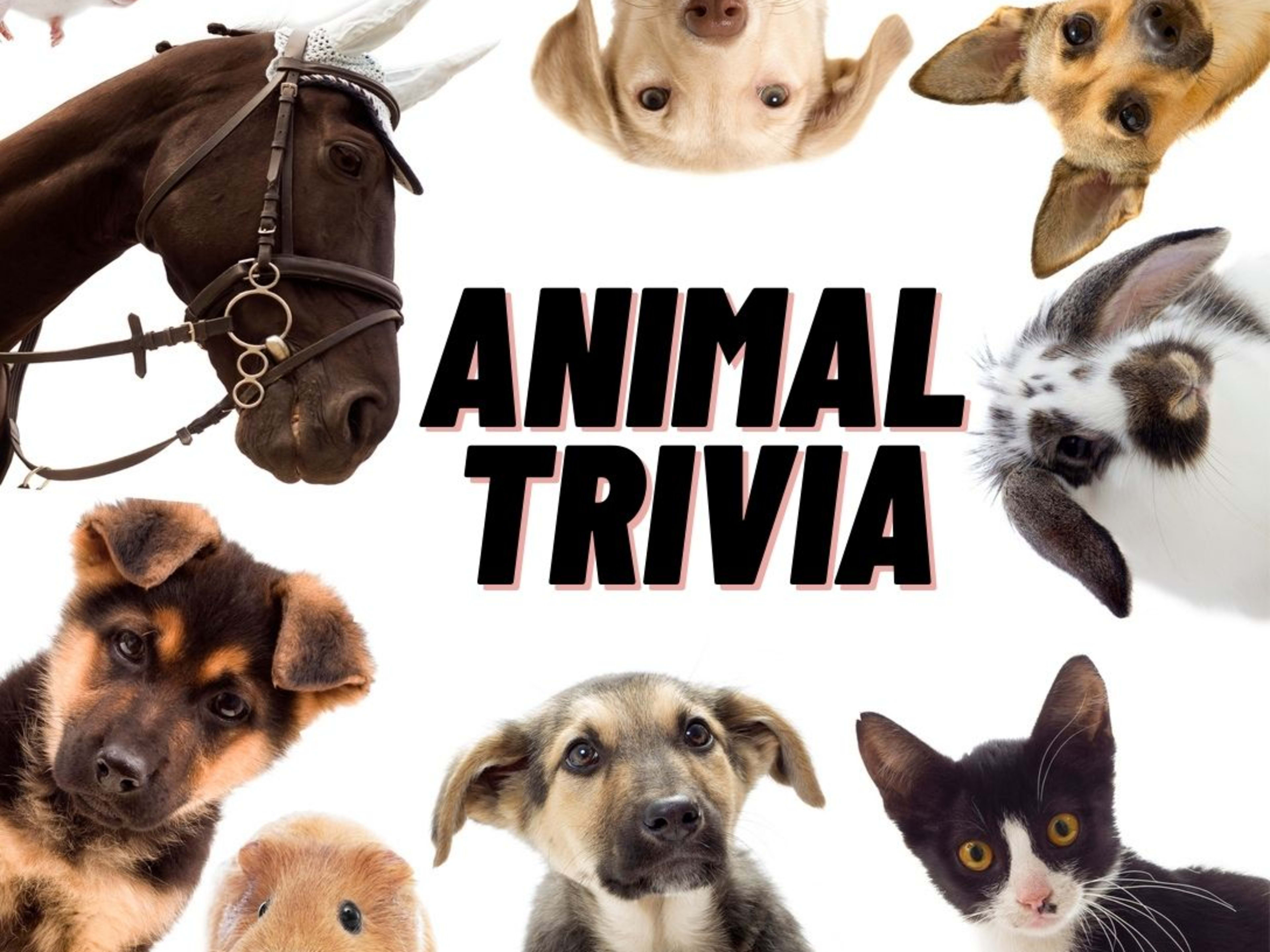 100 Animal Trivia Questions with Answers (Quiz Yourself)