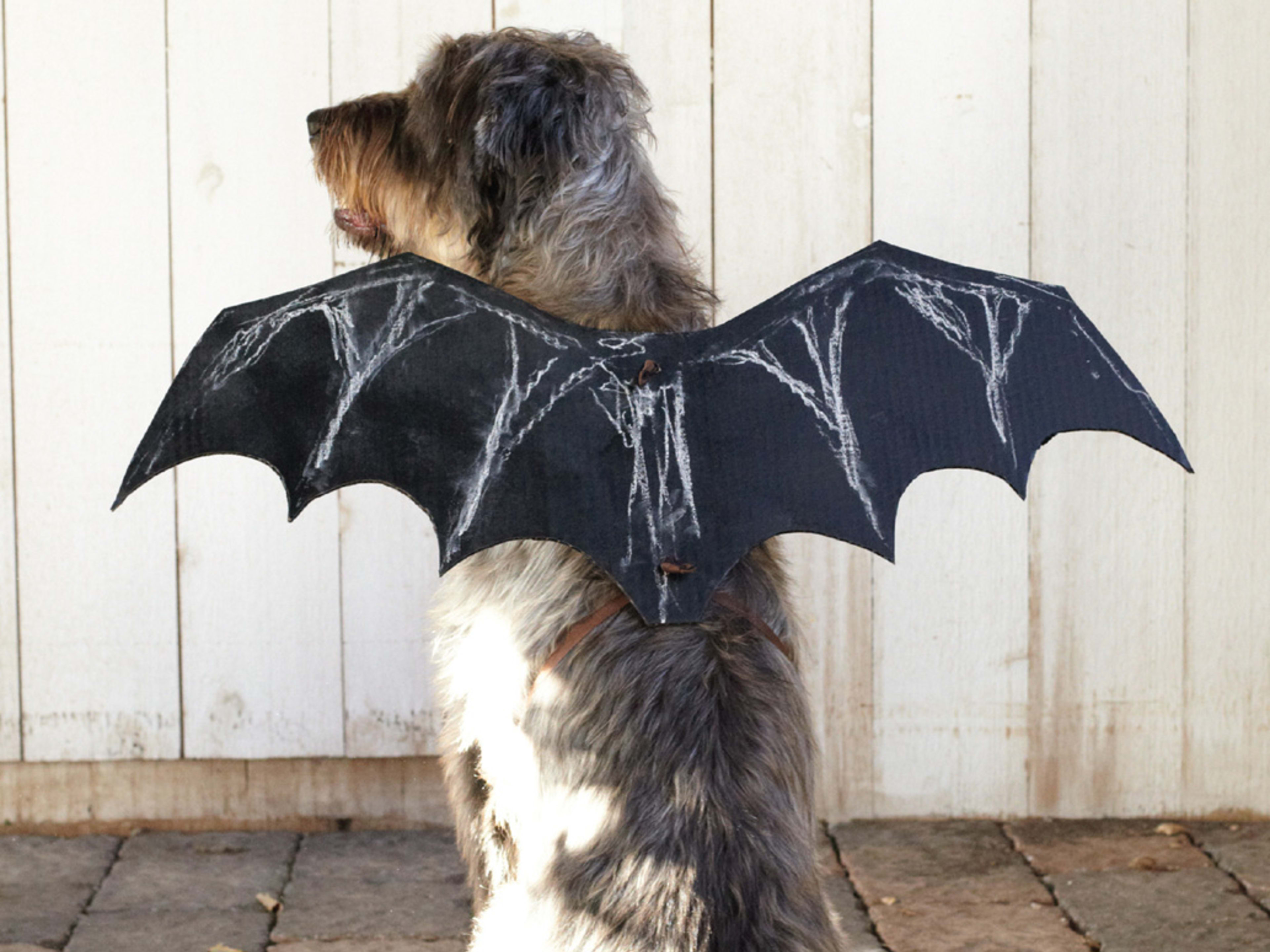 How to Make a DIY Bat Wings Costume for Dogs