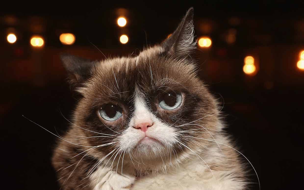 Grumpy Cat Fine Memes Grumpy Cat On Hand For Unveiling Of New Toy Line