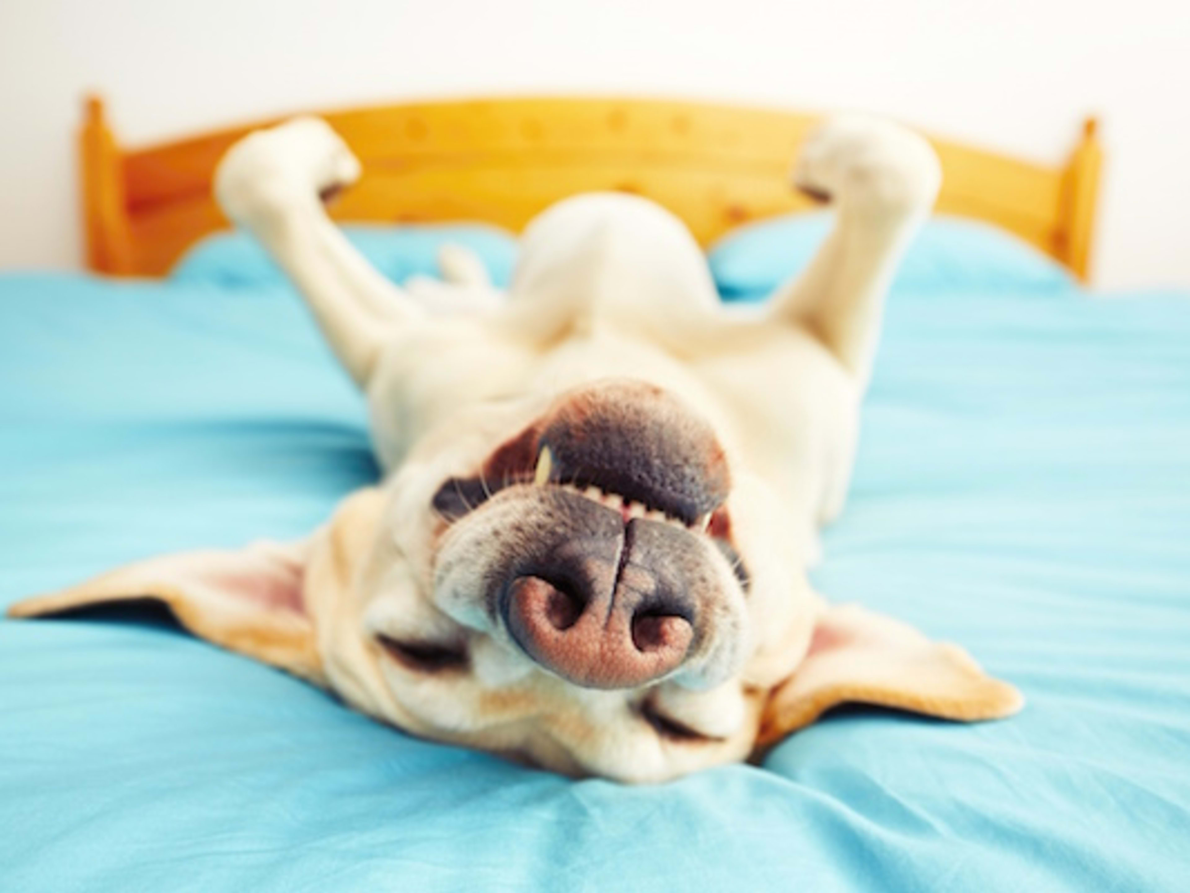 280 Best Dog Quotes About Their Love & Loyalty