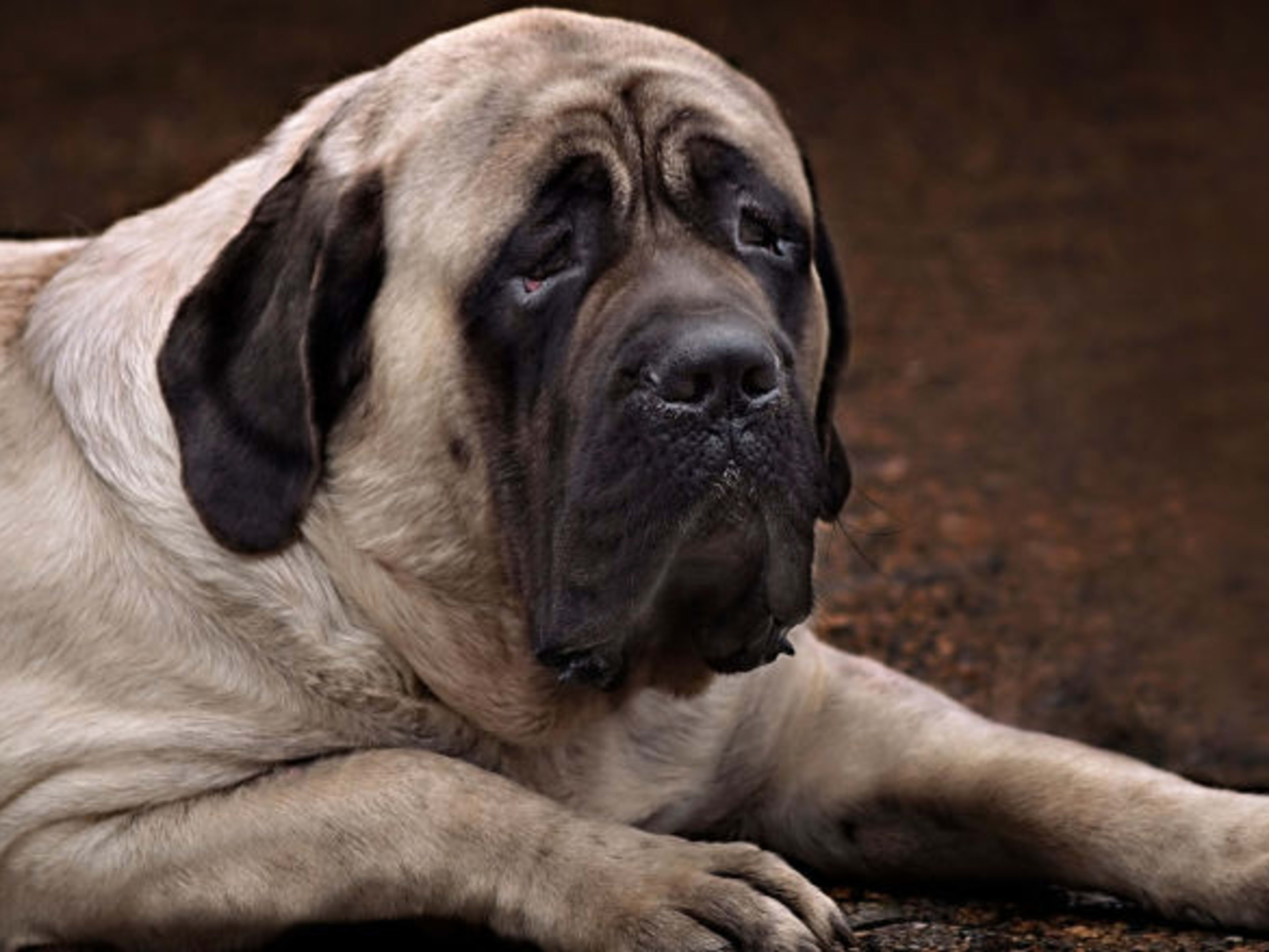 What Are the Fattest Dog Breeds?
