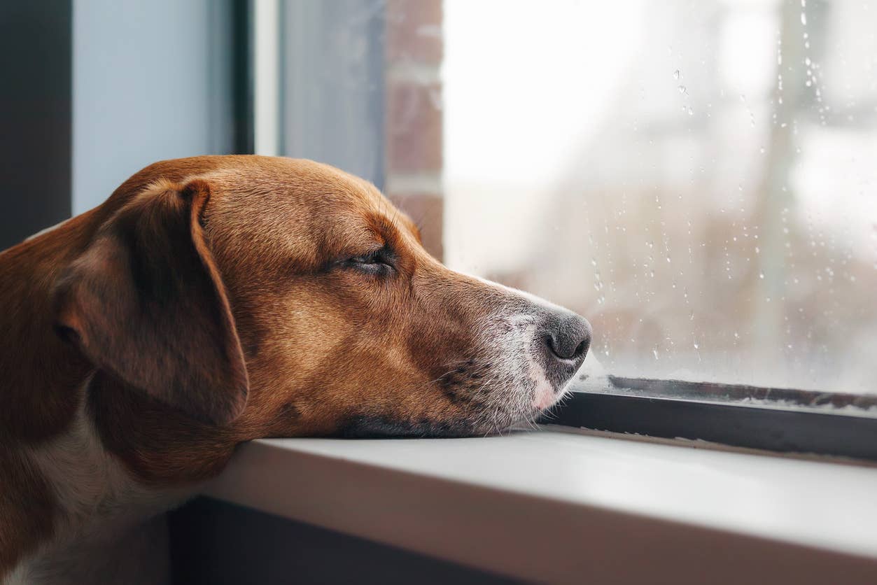 Dog Depression: 4 Symptoms and How to Cheer Them Up - Parade Pets