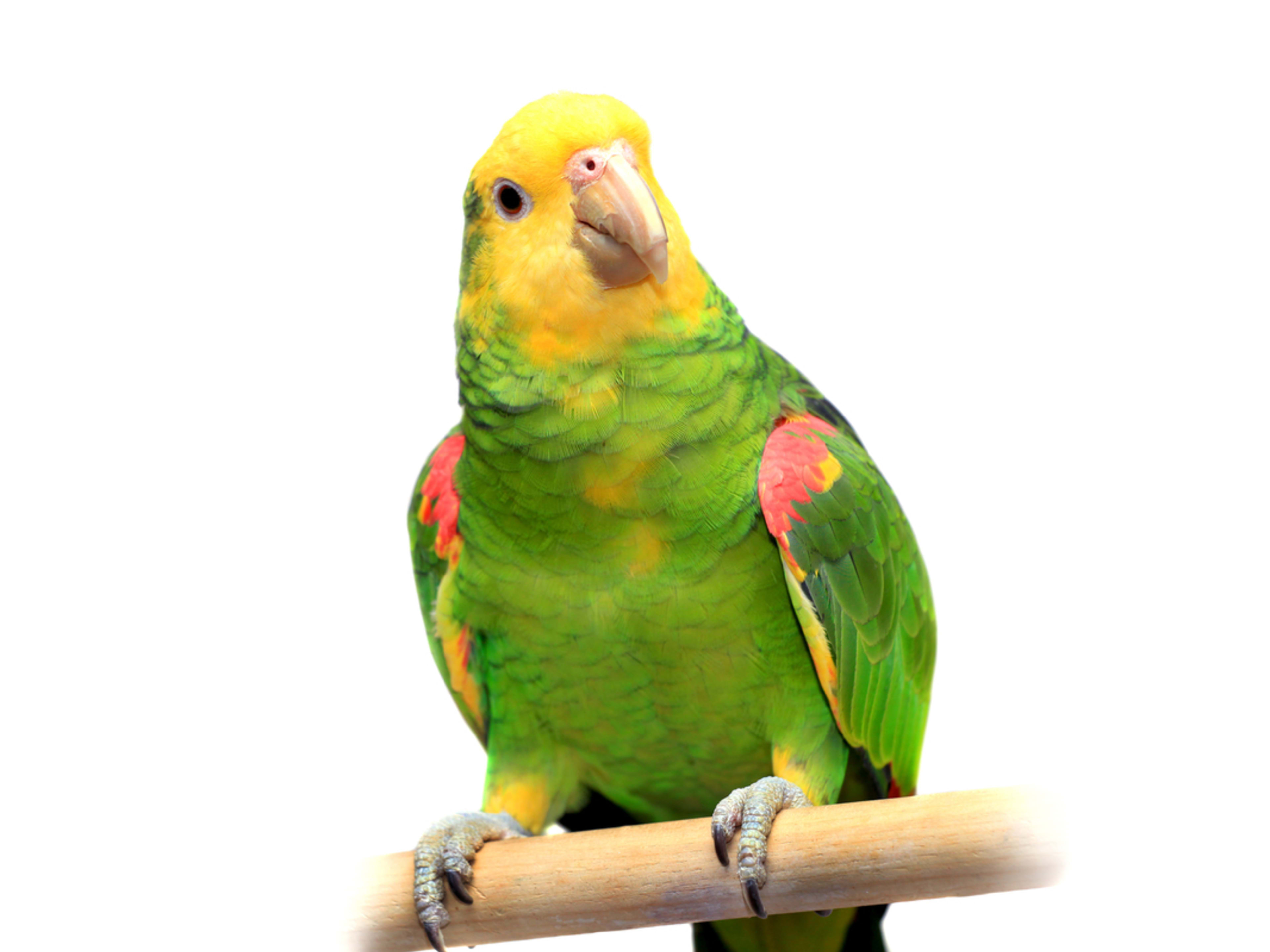 Parrot’s Jealous Meltdown Over Stuffed Bird Is Hilariously Unhinged ...