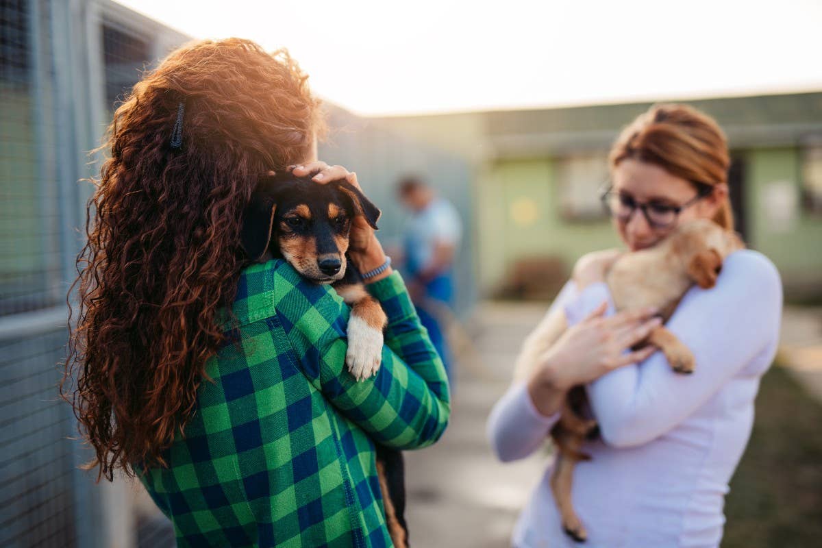 5 Heartwarming Reasons to Adopt a Mutt Dog From Your Local Shelter