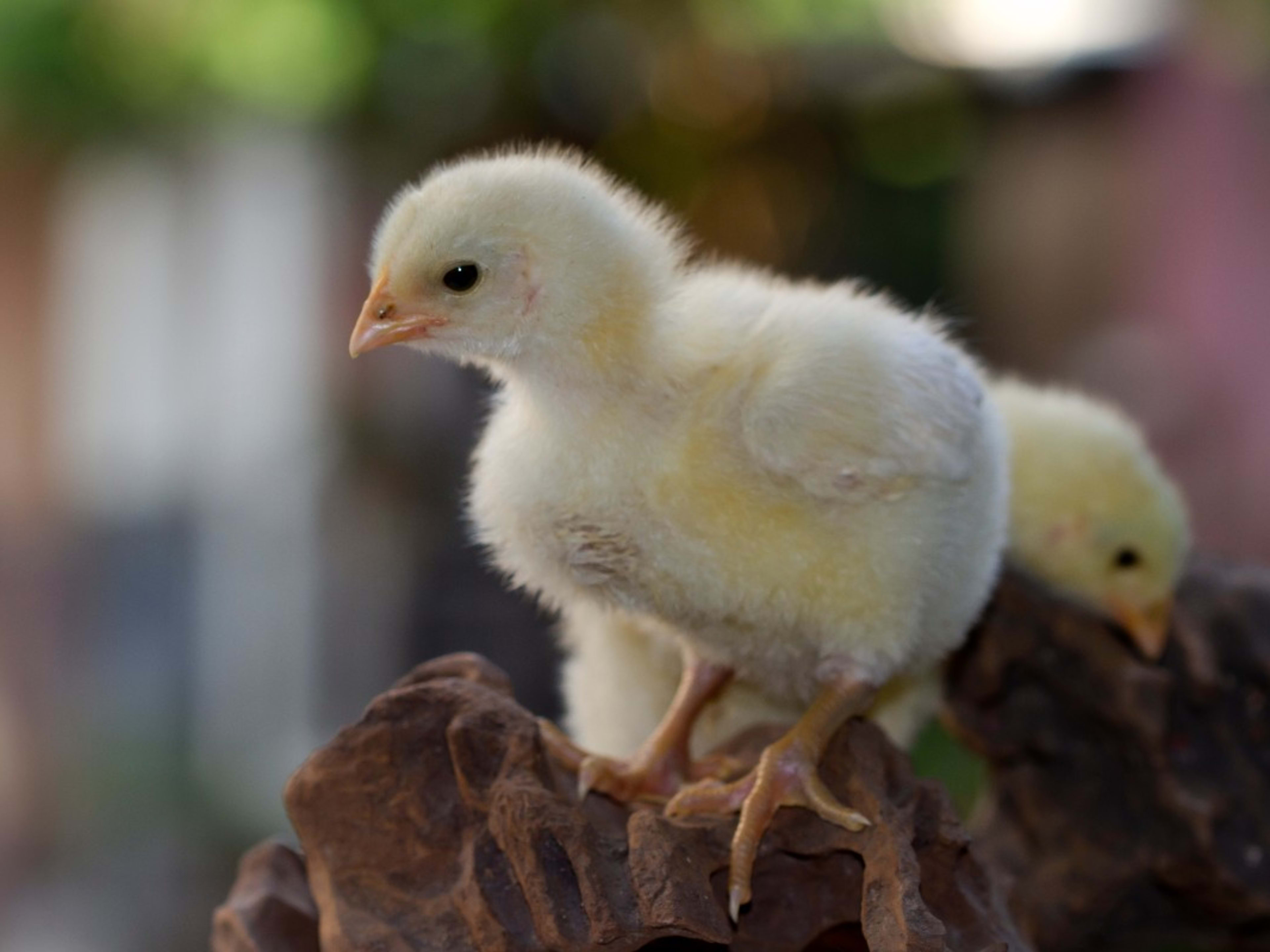 7 Happiest Dog Breeds, According to Pet Experts - Parade Pets