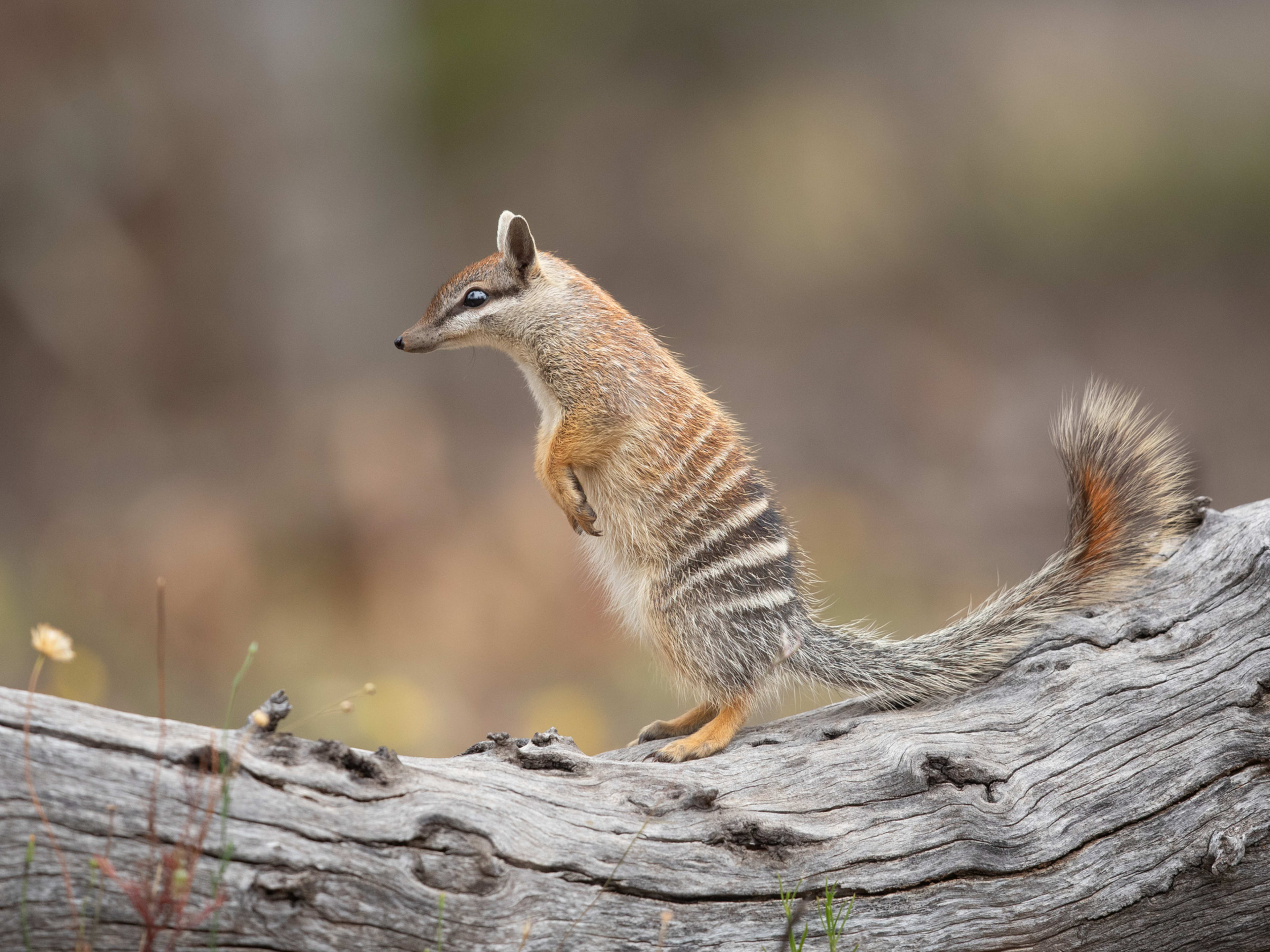 101 Animals That Start With 'N' (With Facts) - Parade Pets