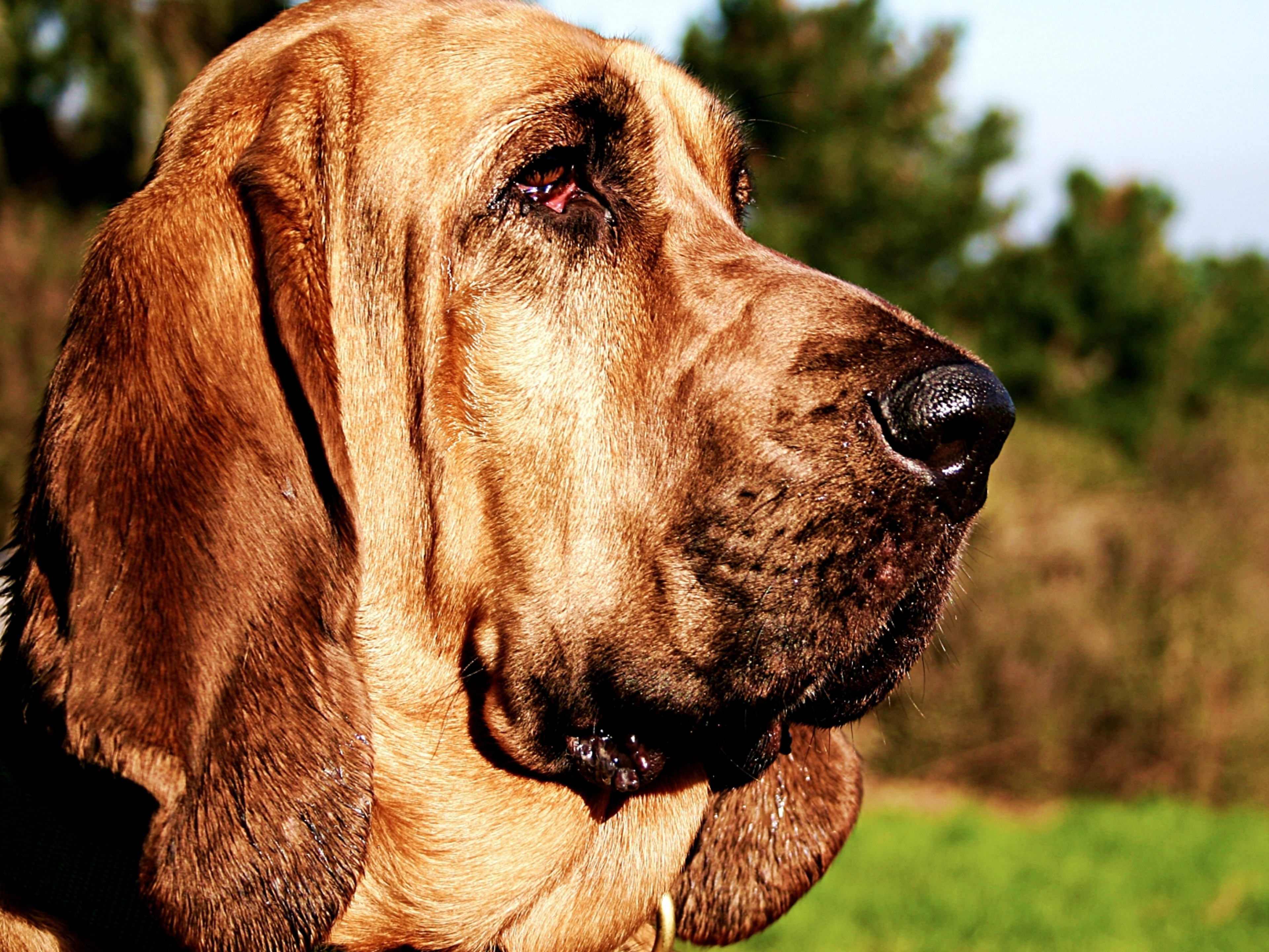 30+ Hound Dog Breeds - Parade Pets