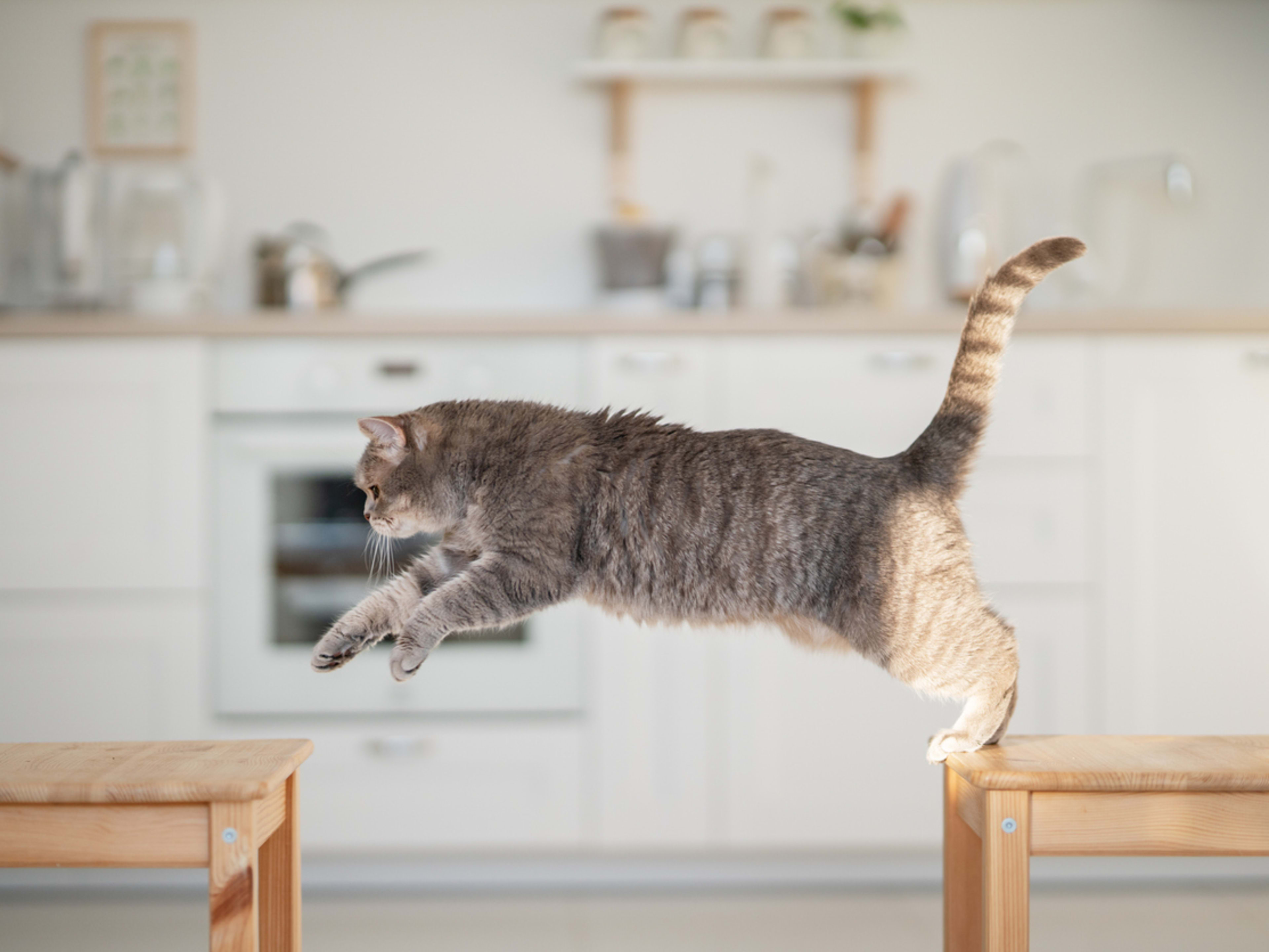 10 Best Cat Exercises, According to Veterinarians - Parade Pets