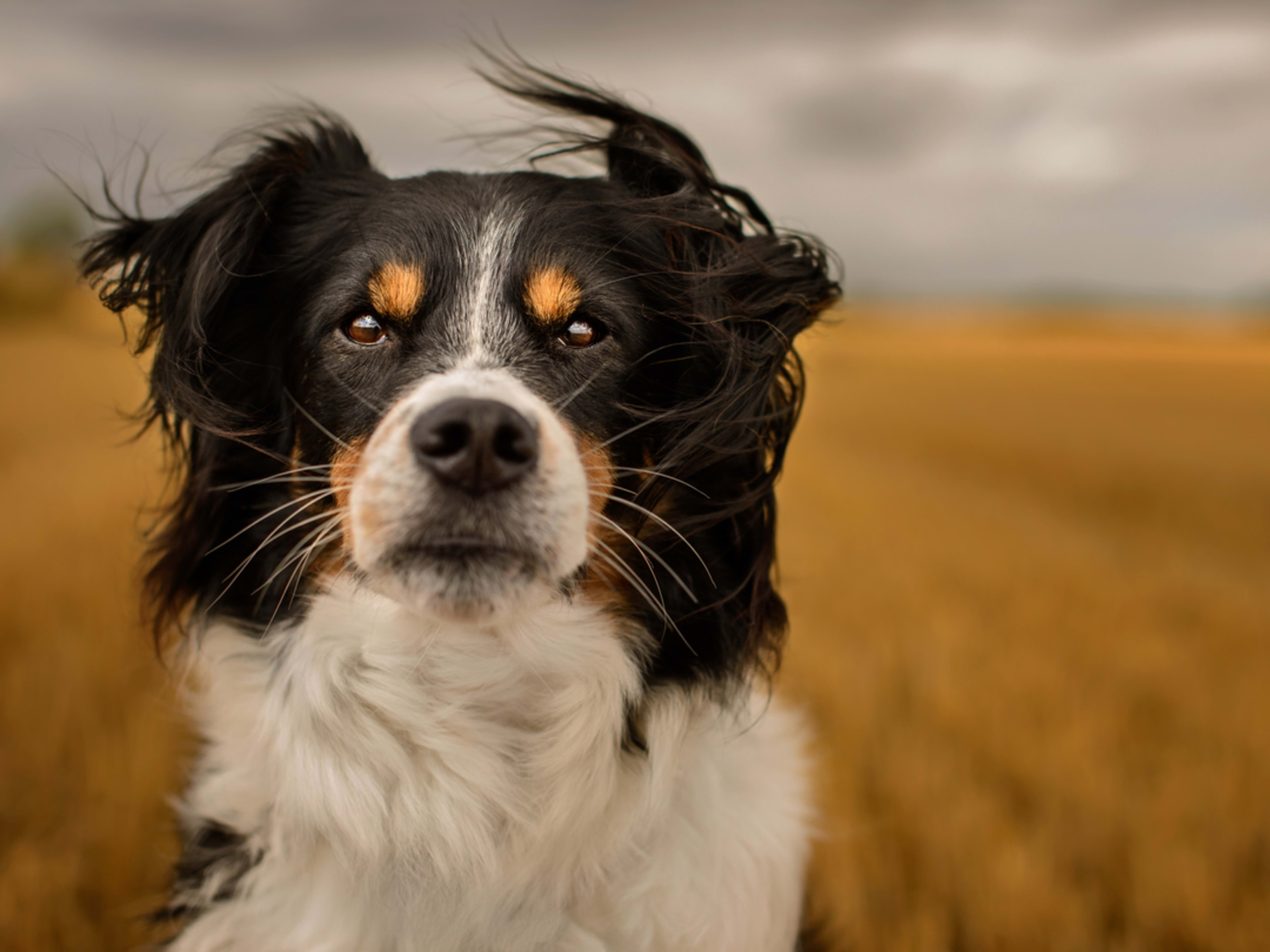Farm Dog Breeds