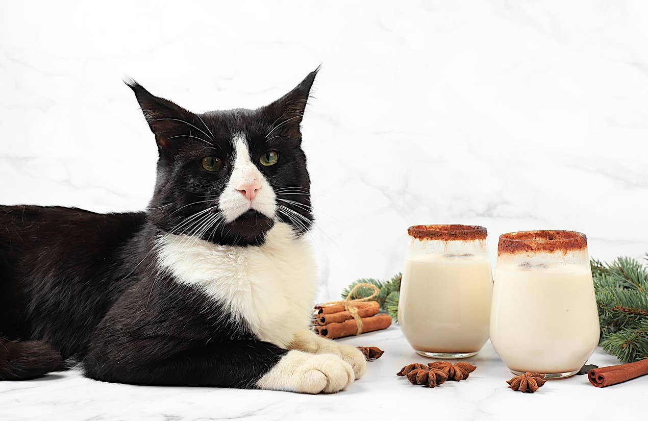 Can Cats Have Cinnamon? A Veterinarian Explains