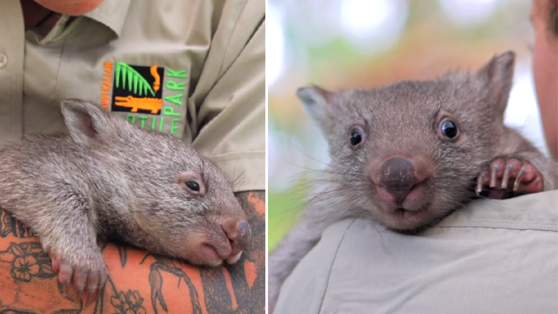Test Your Animal IQ With These 100 Animal Trivia Questions - Parade Pets