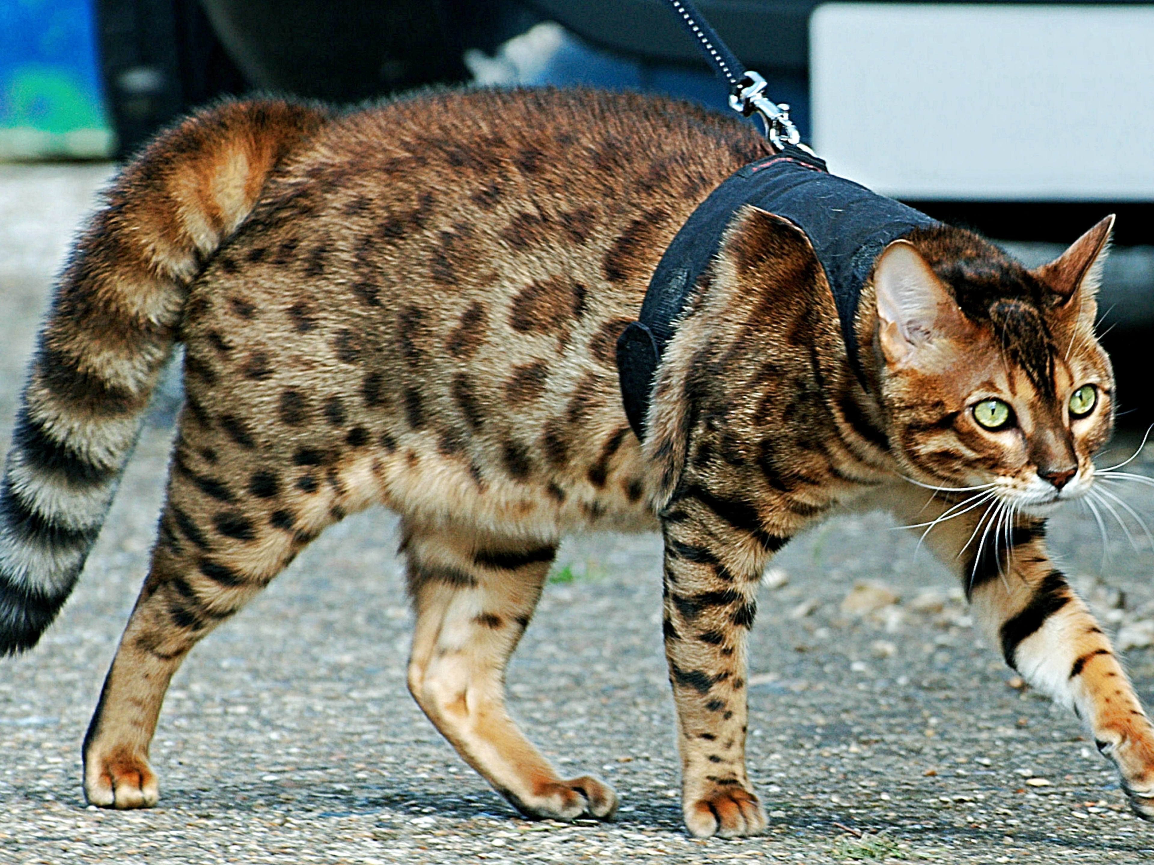 Cat Looking Back With Tail Up