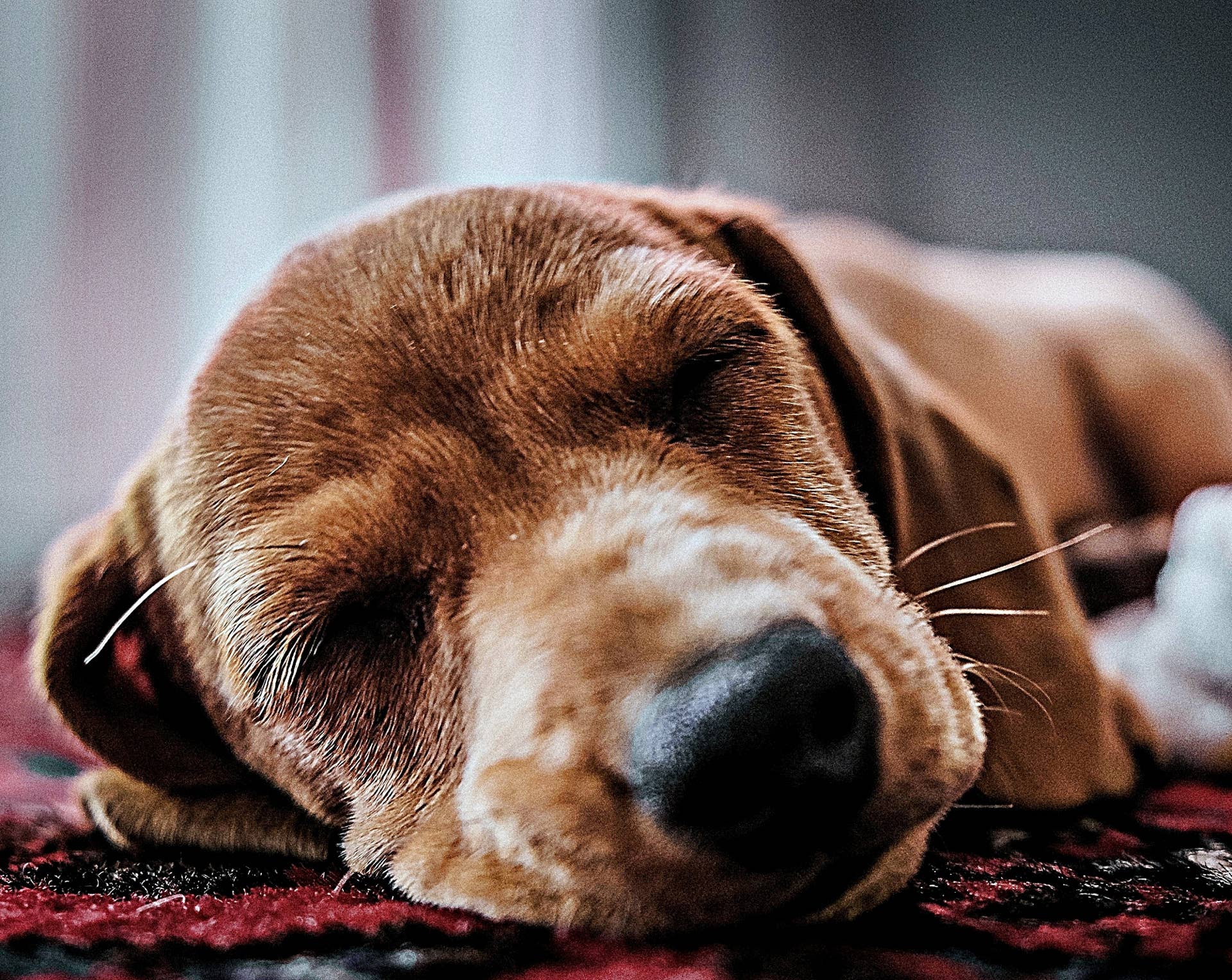 Why Do Dogs Sleep So Much? A Veterinarian Answers