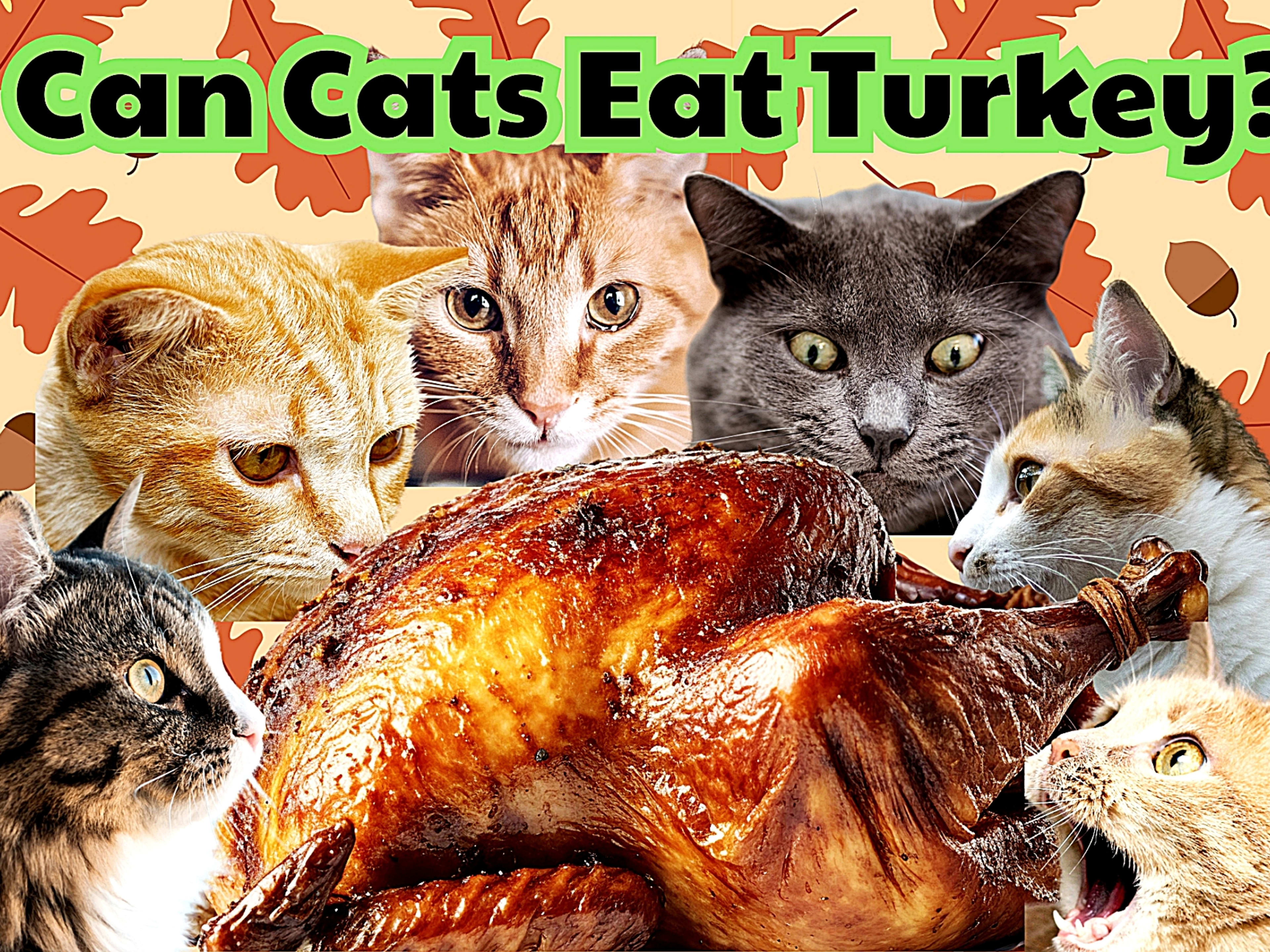 Can Cats Eat Turkey? A Veterinarian Shares 5 Big Risks