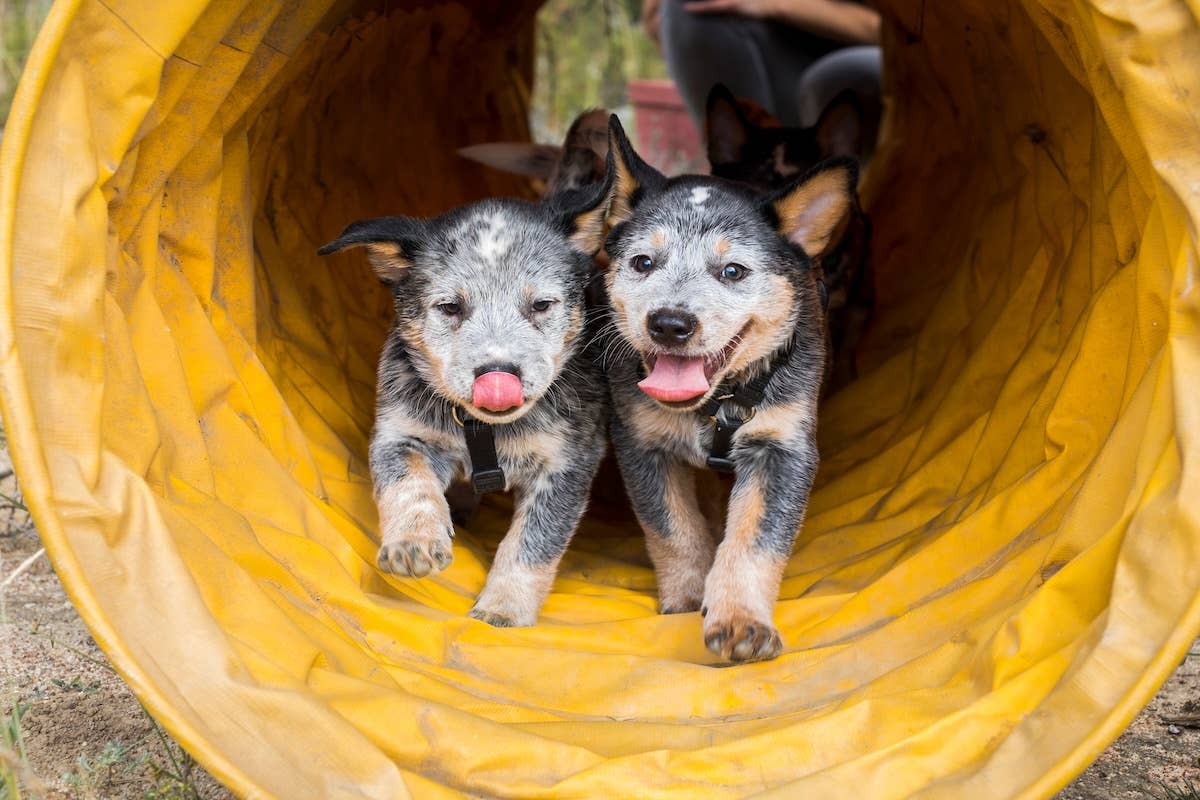 Blue Heeler Pup Shows Off Boss Moves While Playfully Teasing Spicy Sibling
