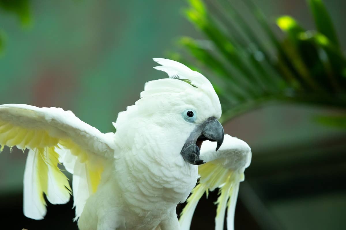Cockatoo's Sweet Words During First Few Minutes in New Home Are Giving ...