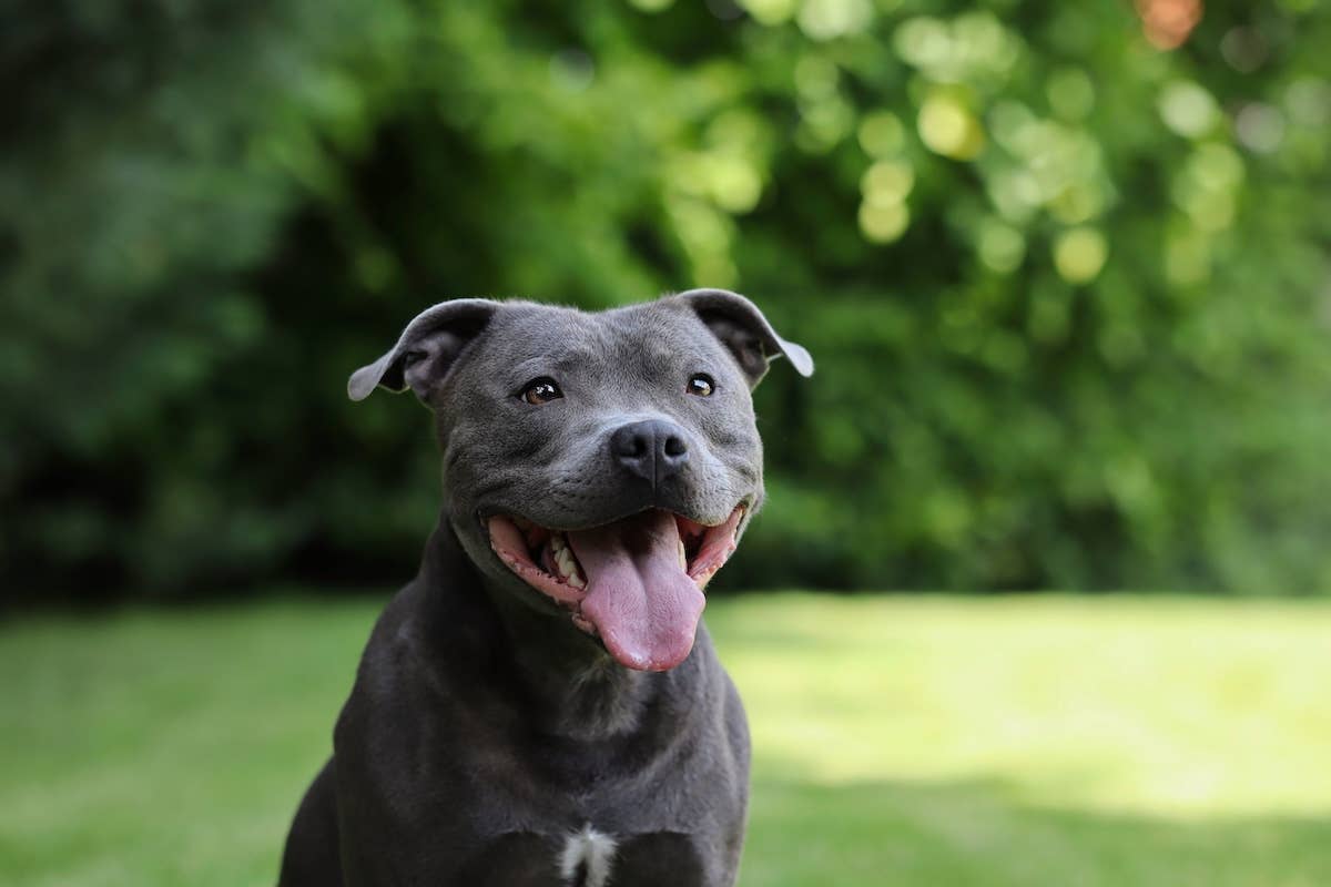 Beautiful Blue Staffy 'Interrupts' Mom to Show Her His Bird Impression ...