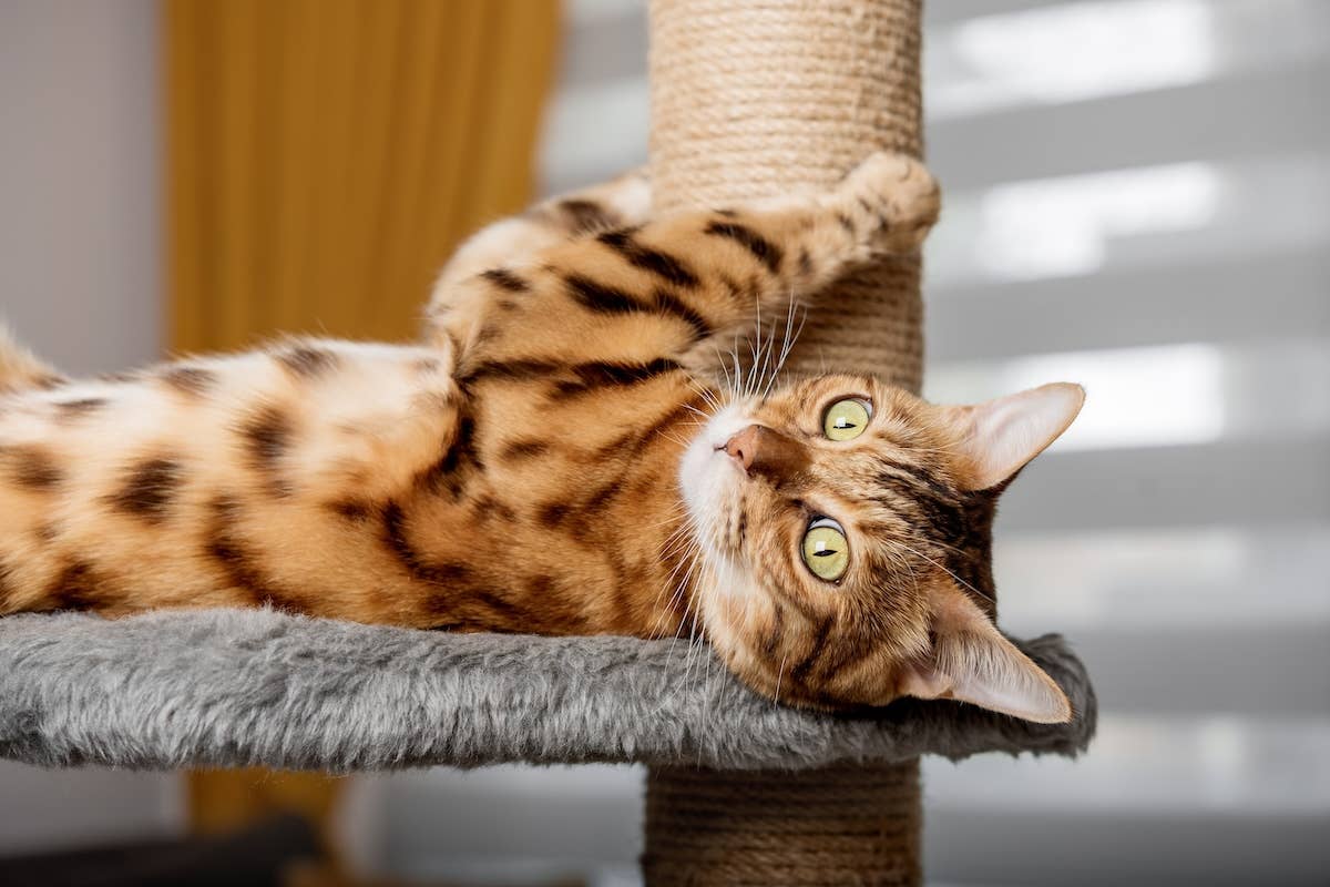 Bengal Cat’s Hilarious ‘Helping Paw’ While Mom Takes Down Cat Tree Is a ...