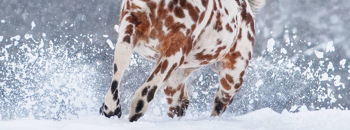 Unique Leopard Appaloosa Horse Is Shocking Everyone with Her Stunning Coat