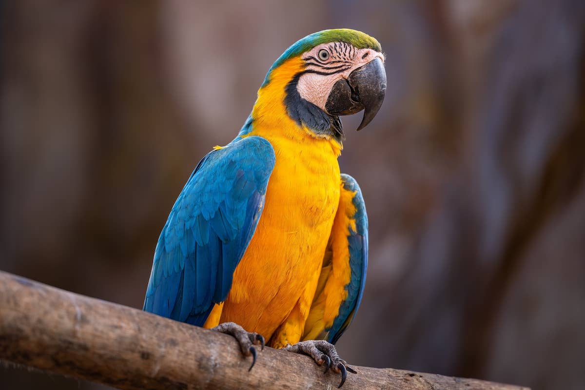 Precious Macaw 'Purrs Like a Cat' Out of Pure Bliss After Shower