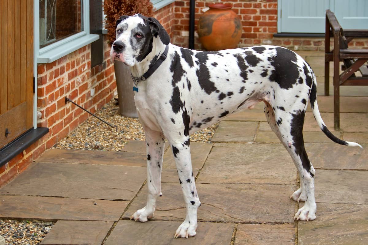 Great Dane 'Bangs on Window' Like a Human After Mom Forgets to Open the ...