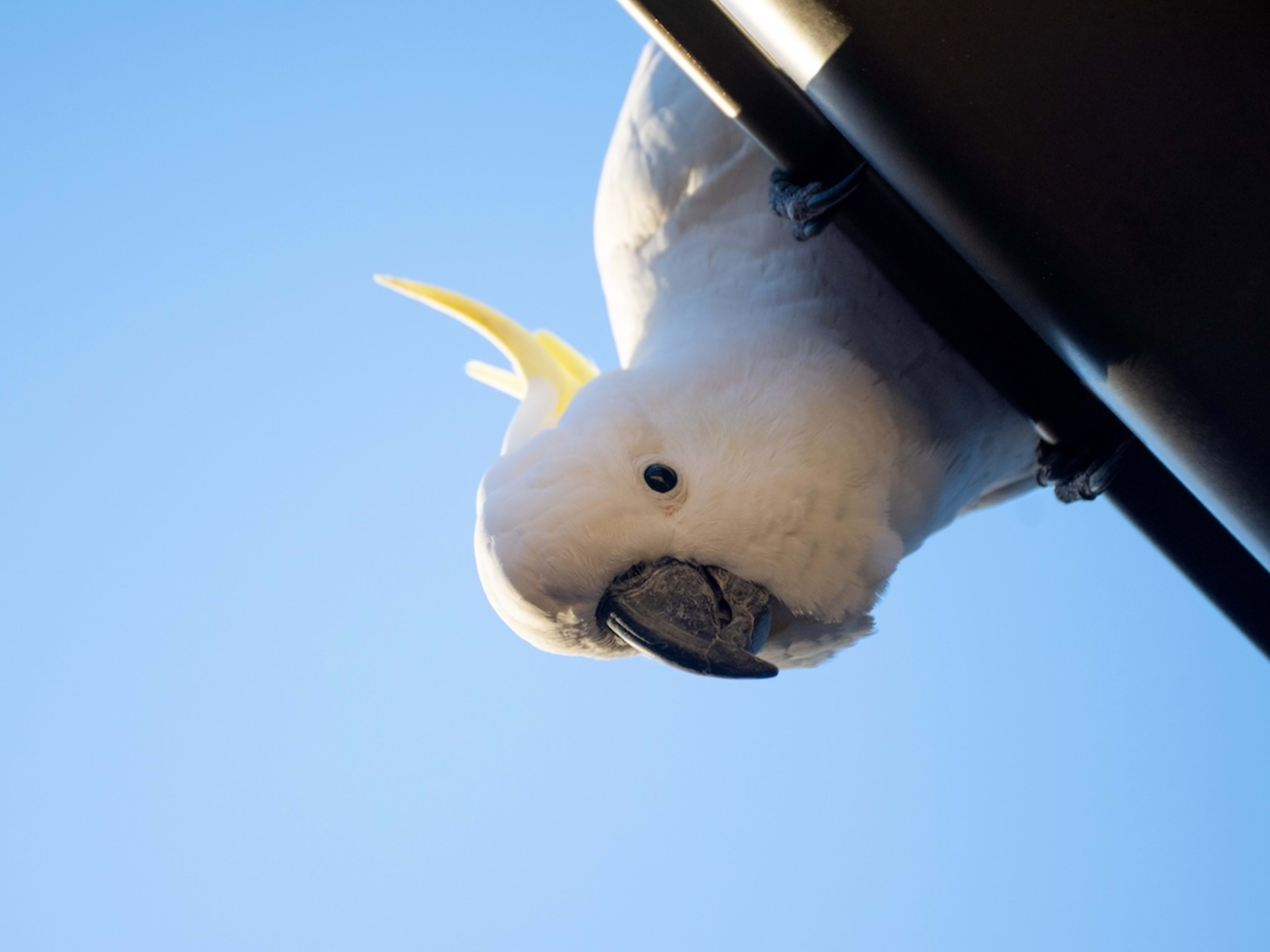 Silly Cockatoo Helping Dad With Yoga Gets Hilariously Up Close and ...