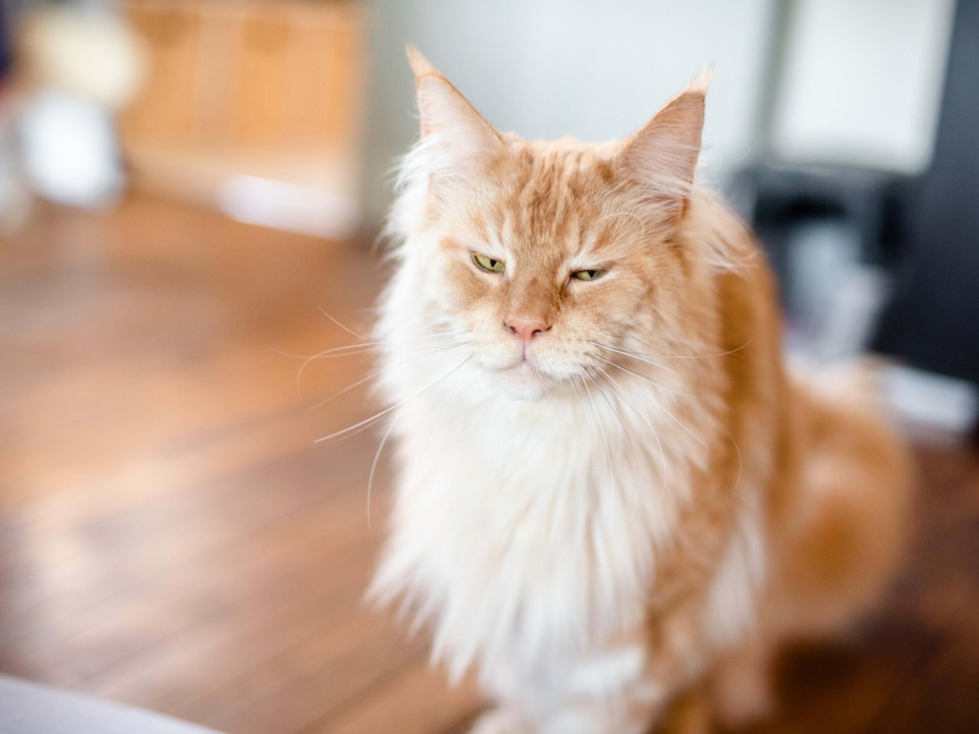 Doberman Puppy Meeting Giant Maine Coon Brother Is Giving Annoying ...