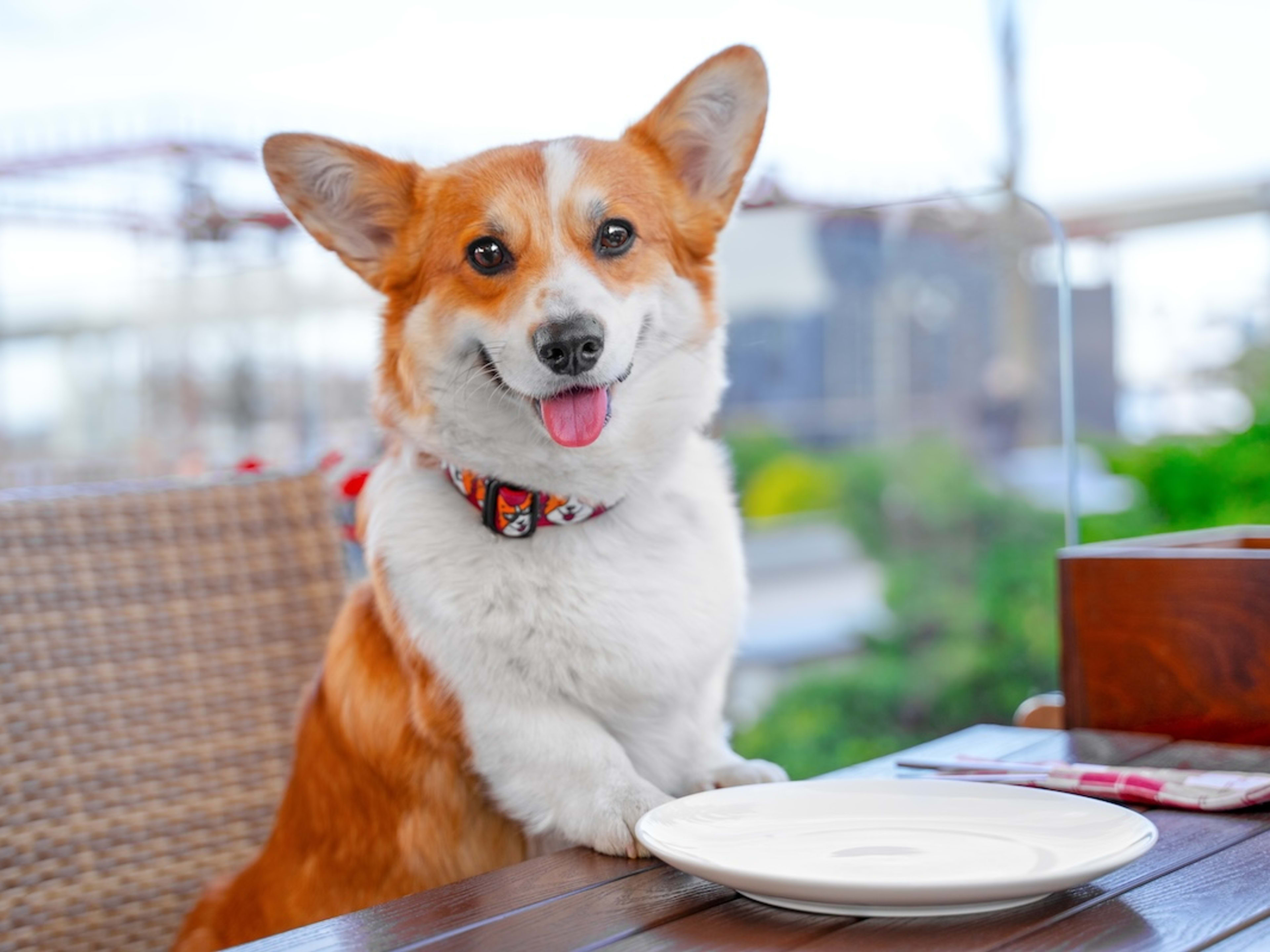 Corgi Bonding with Famous Costco 'Rotisserie Chicken Guy' in Food Court ...
