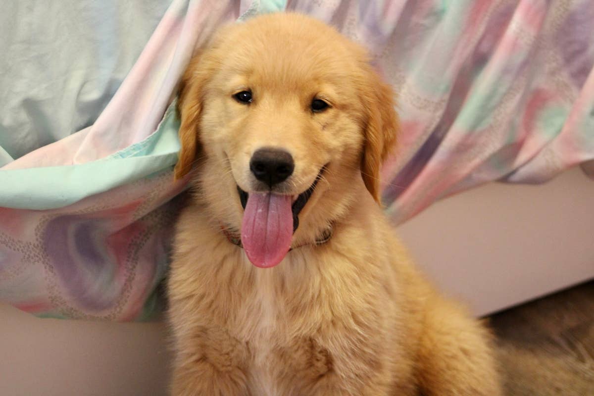 Dancing Golden Retriever Golden Retrievers And Their D.N.A