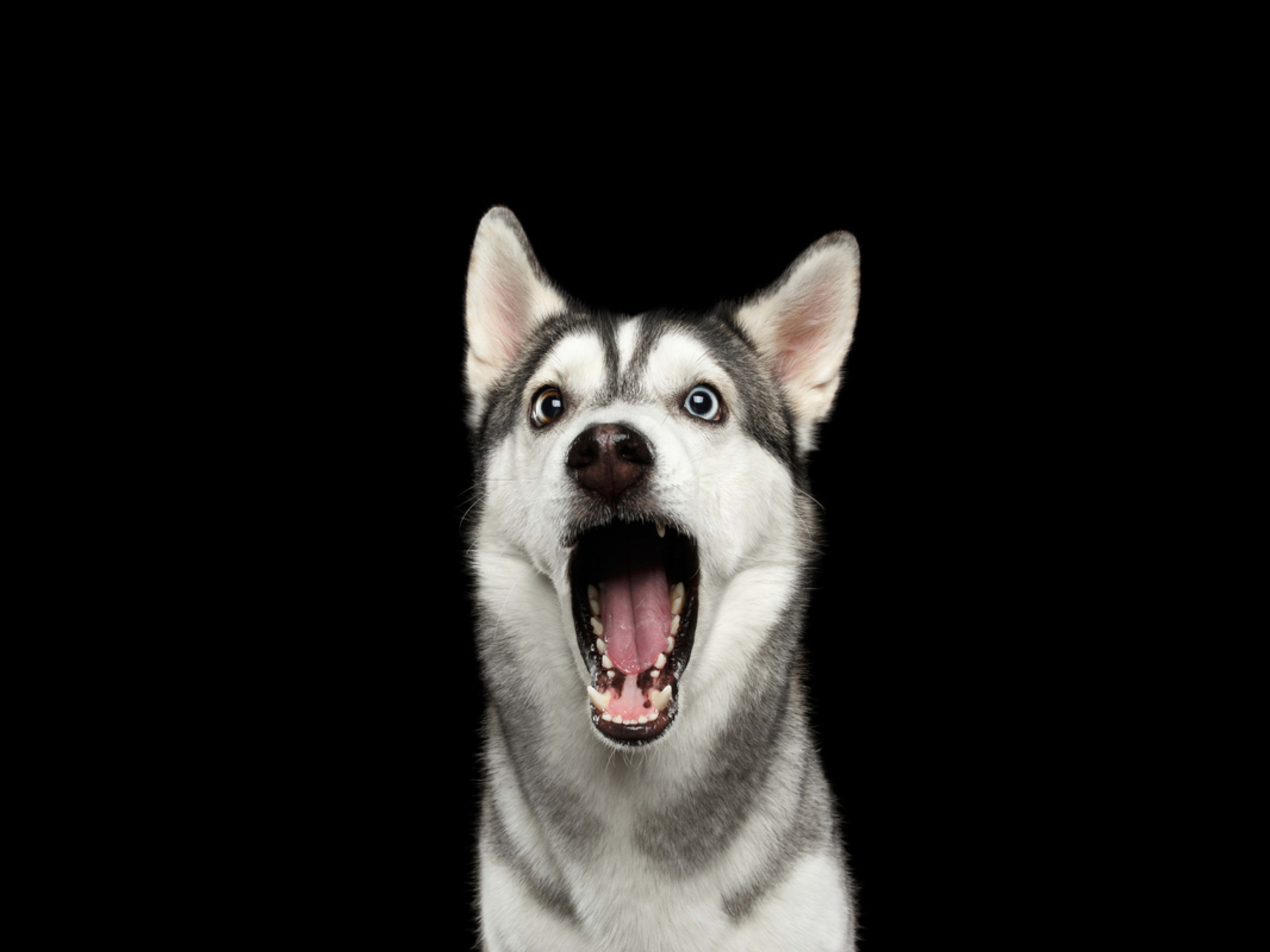 Husky Plays Hide-and-Seek and It's Hilarious and Creepy at the Same ...