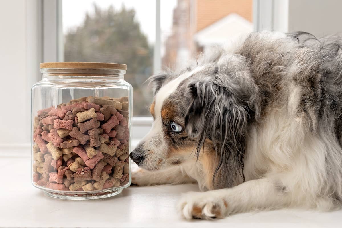 Milk-Bone's New Limited-Editon Dog Treat Flavor Is About to Have ...