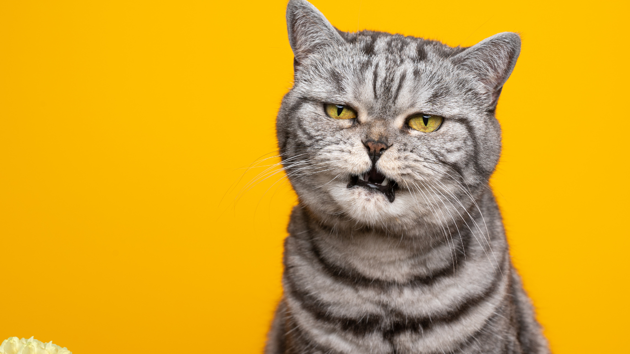 Disgusted Cat 3 Simple Ways To Stop An Older Cat From Attacking A