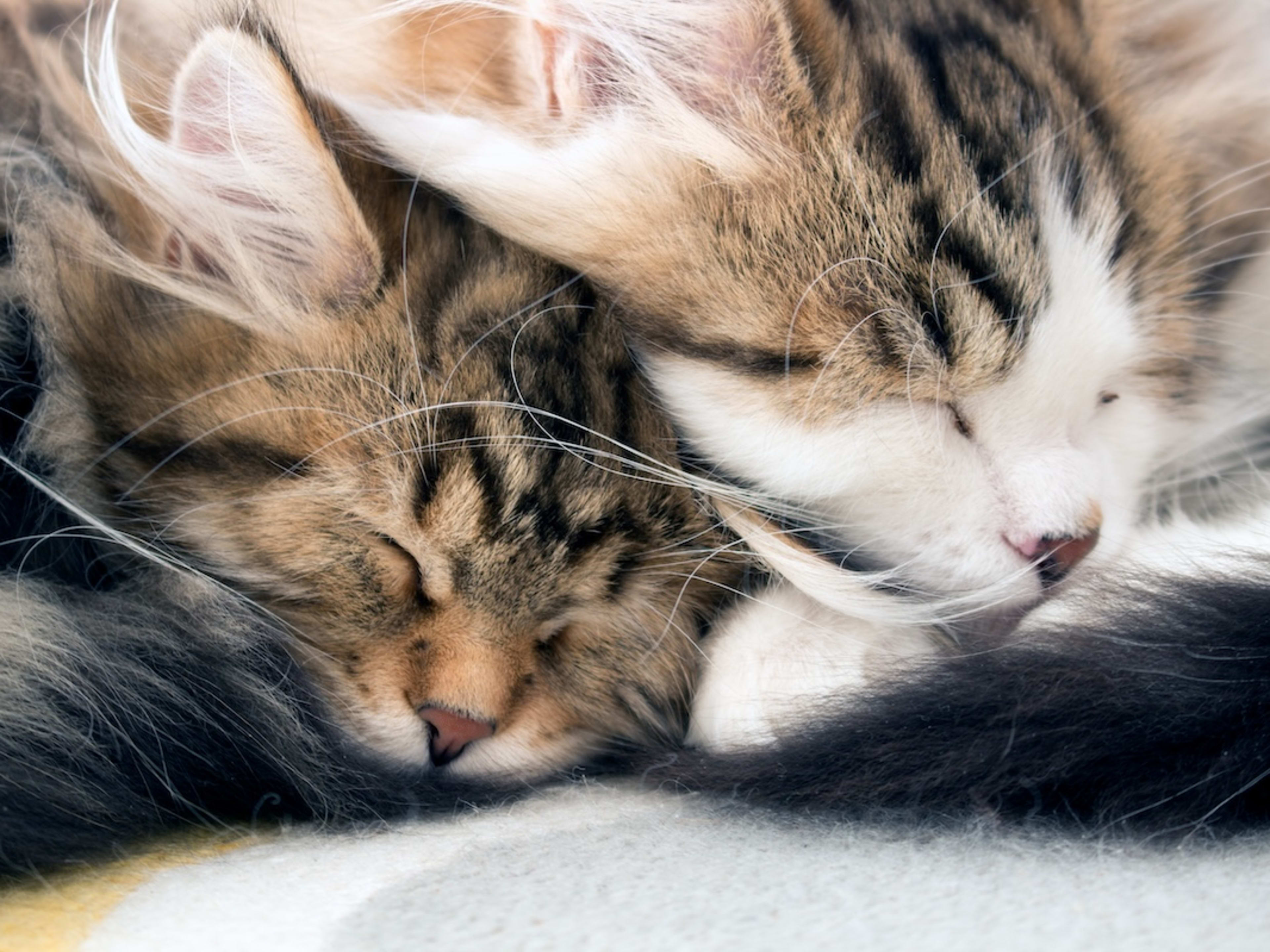 Former Feral Barn Cats Giving New Rescue a Snuggly Welcome Will Melt ...
