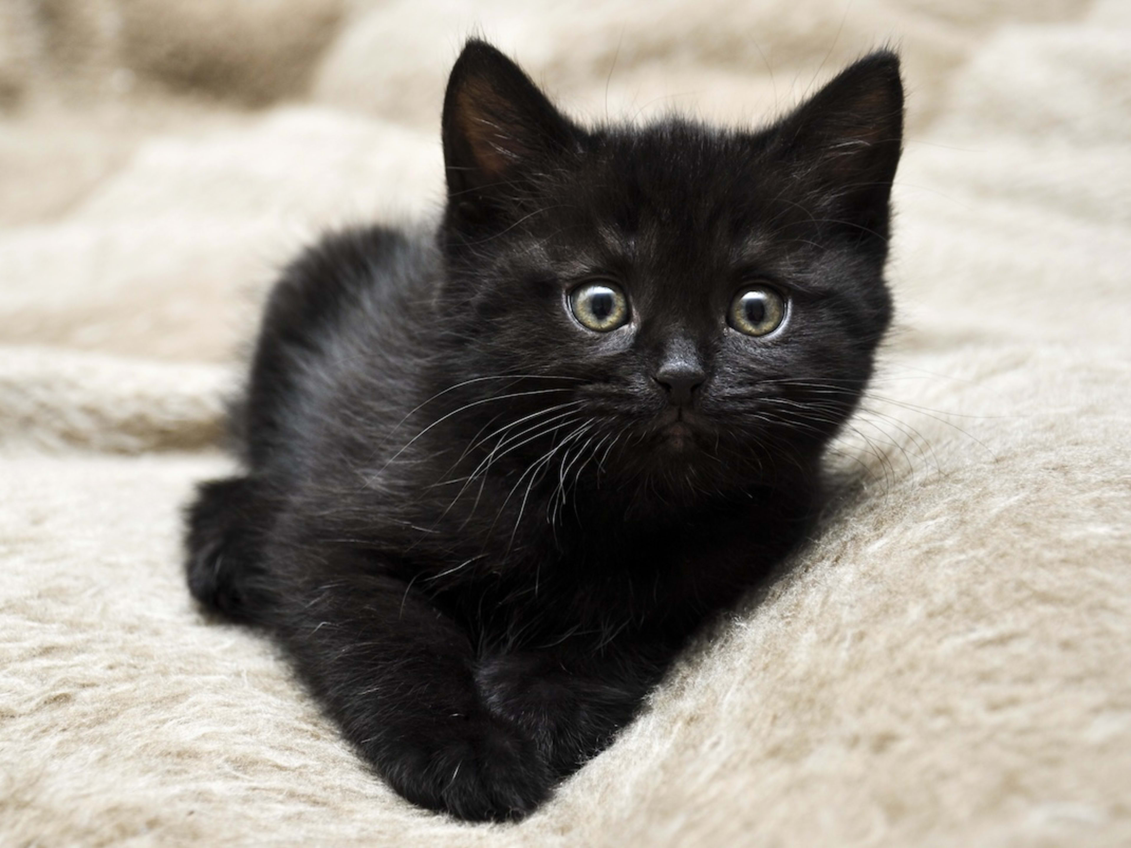 Tiny Black Kitten Trying Chicken Has a Reaction Way Too Big for His ...
