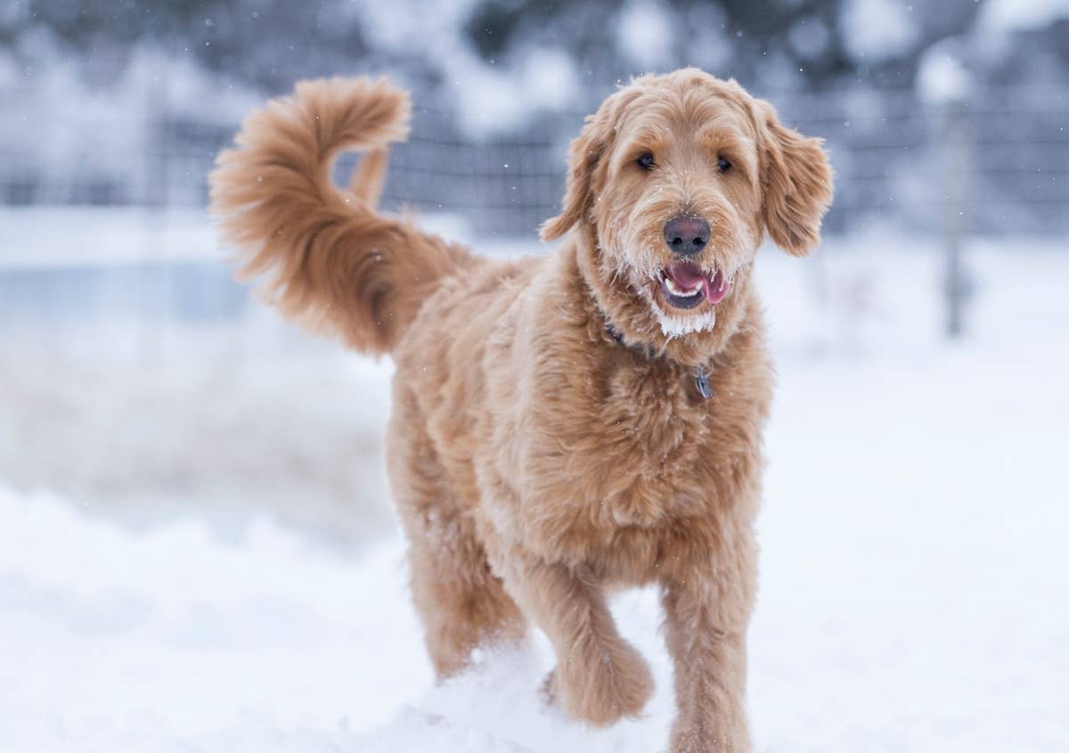 Goldendoodle Fails Miserably at Wearing Snow Boots for First Time but ...