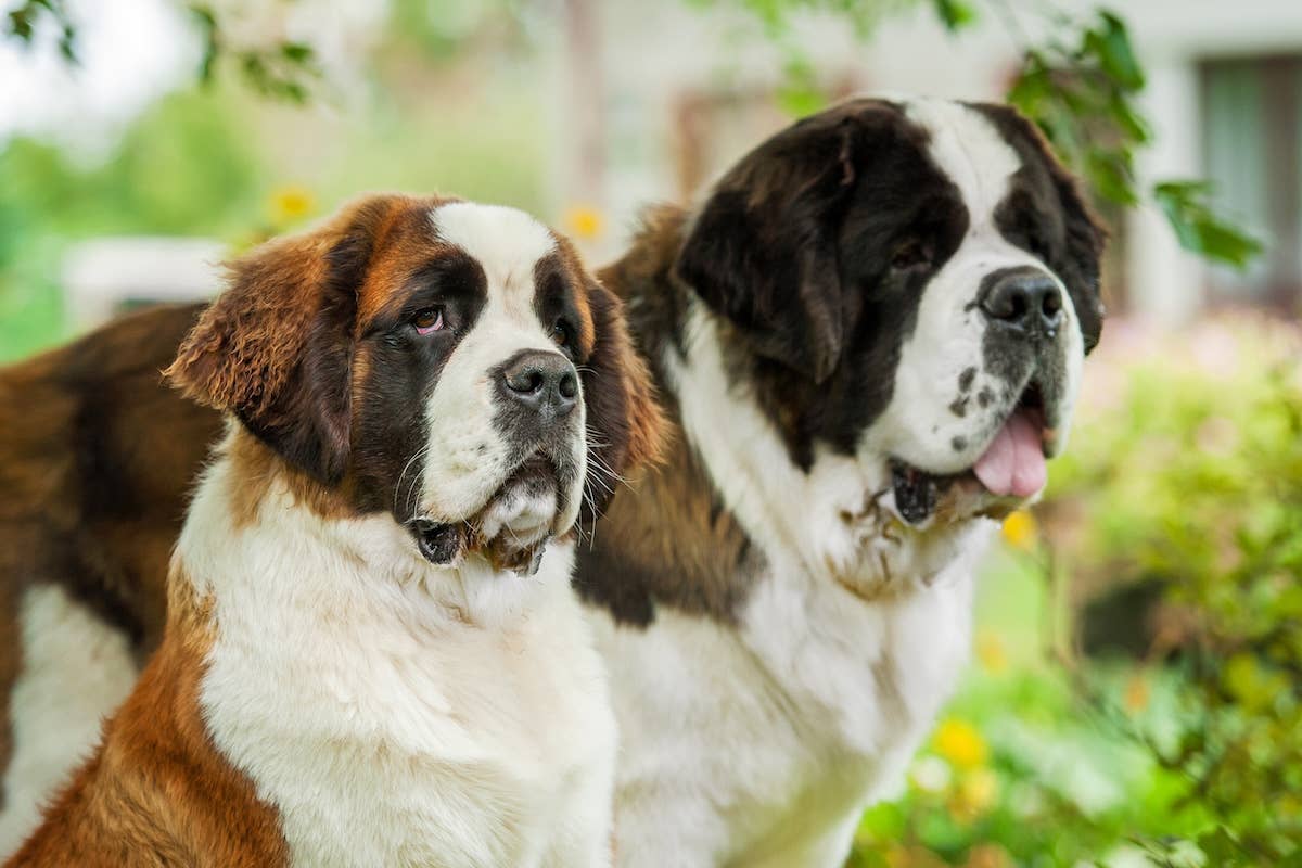 'Heroic' Saint Bernards Rescuing Dad From 'Avalanche' Totally Live Up ...