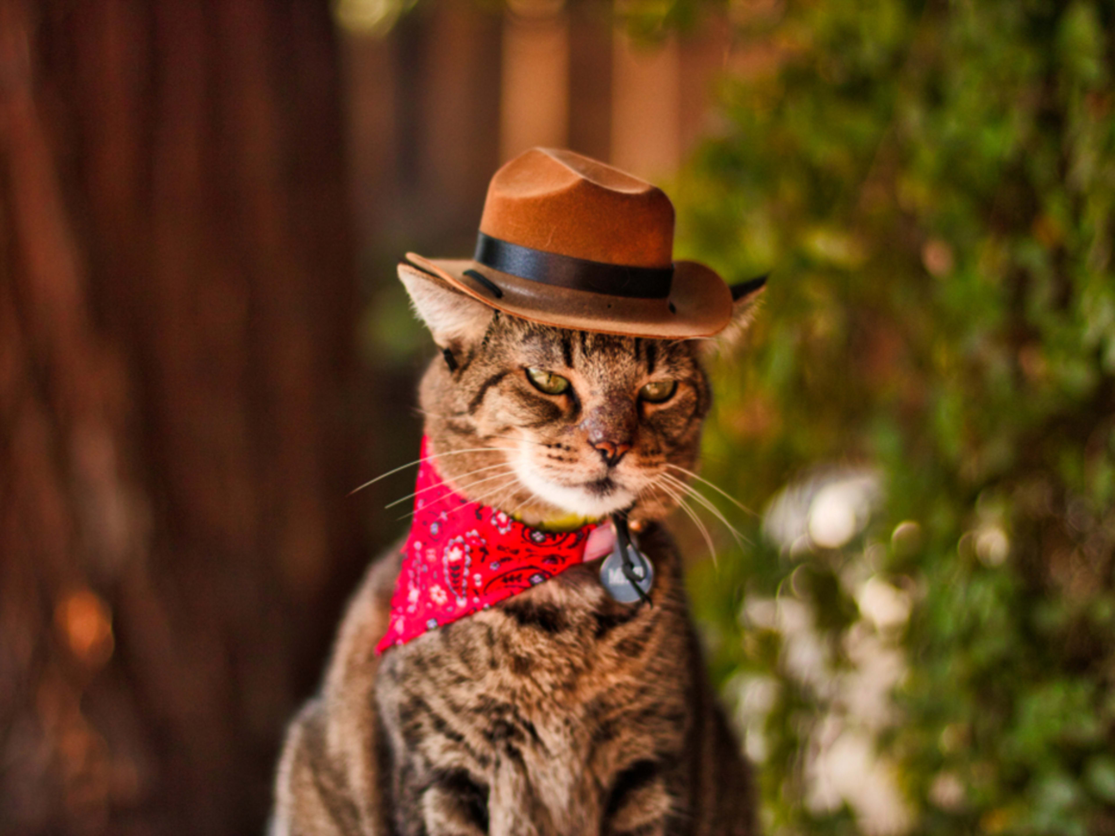 Tabby Cat’s Obsession with Newly-Discovered Cowboy Hat Has Everyone ...