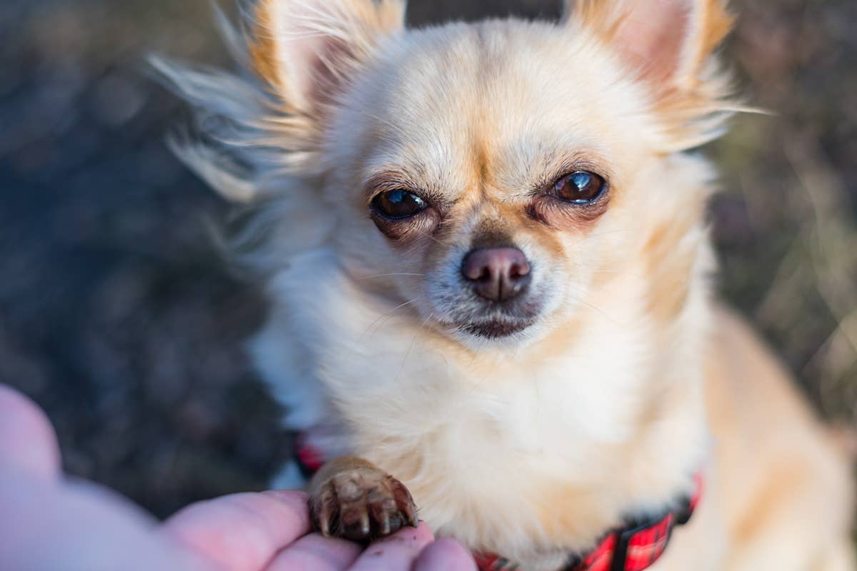 Tiny Armless Foster Chihuahua Nursing in Her Sleep is Too Cute for ...