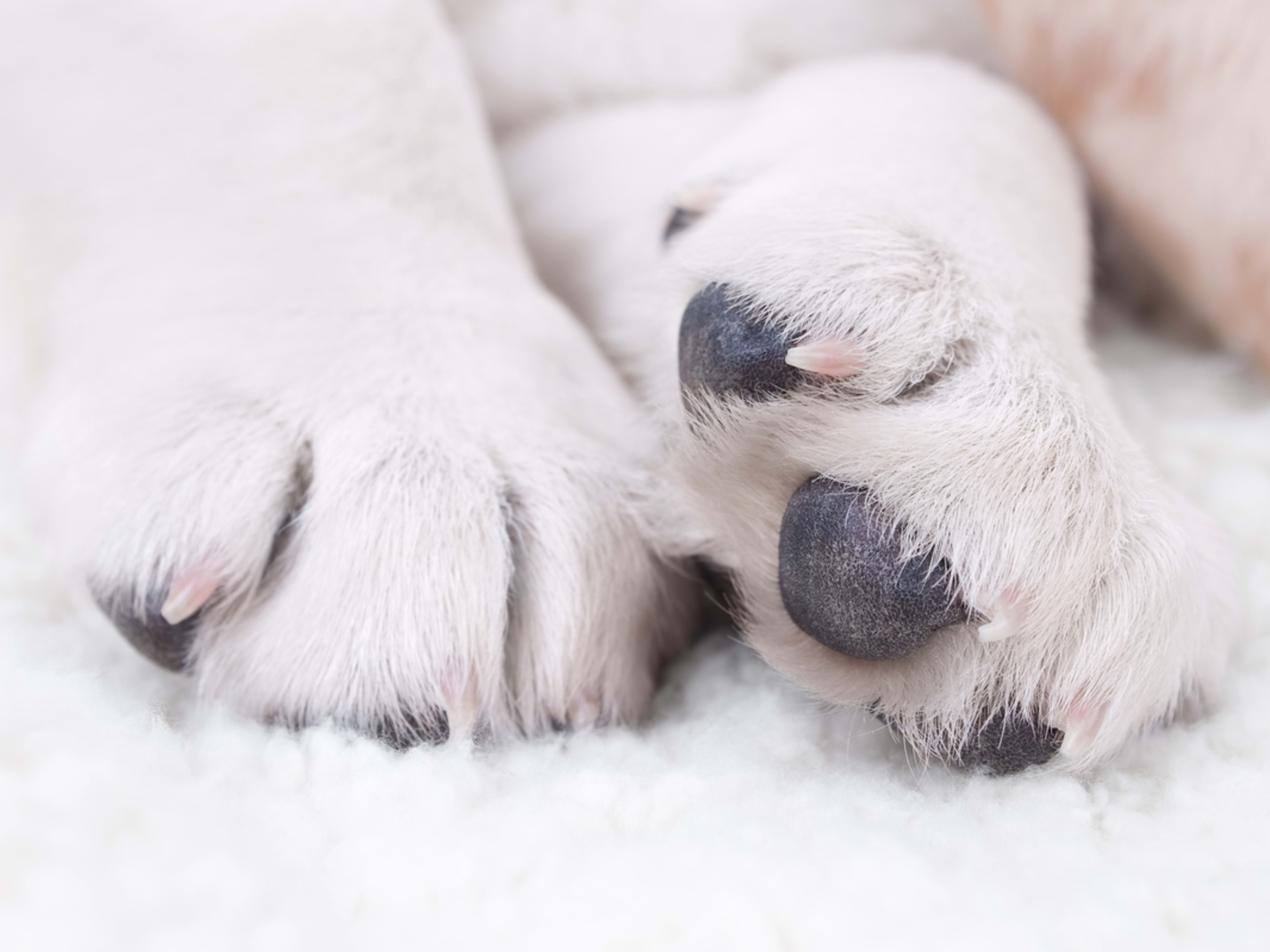 Dog Starts as Bernese Mountain Pup and Ends up Looking Like a Great ...