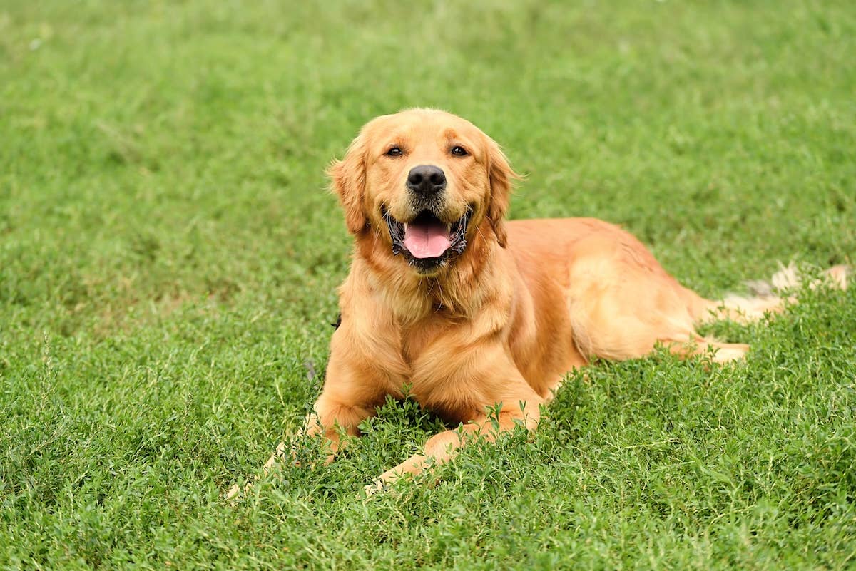 Guy Who Looks Just Like His Golden Retriever Has Same Adorable Smile as ...