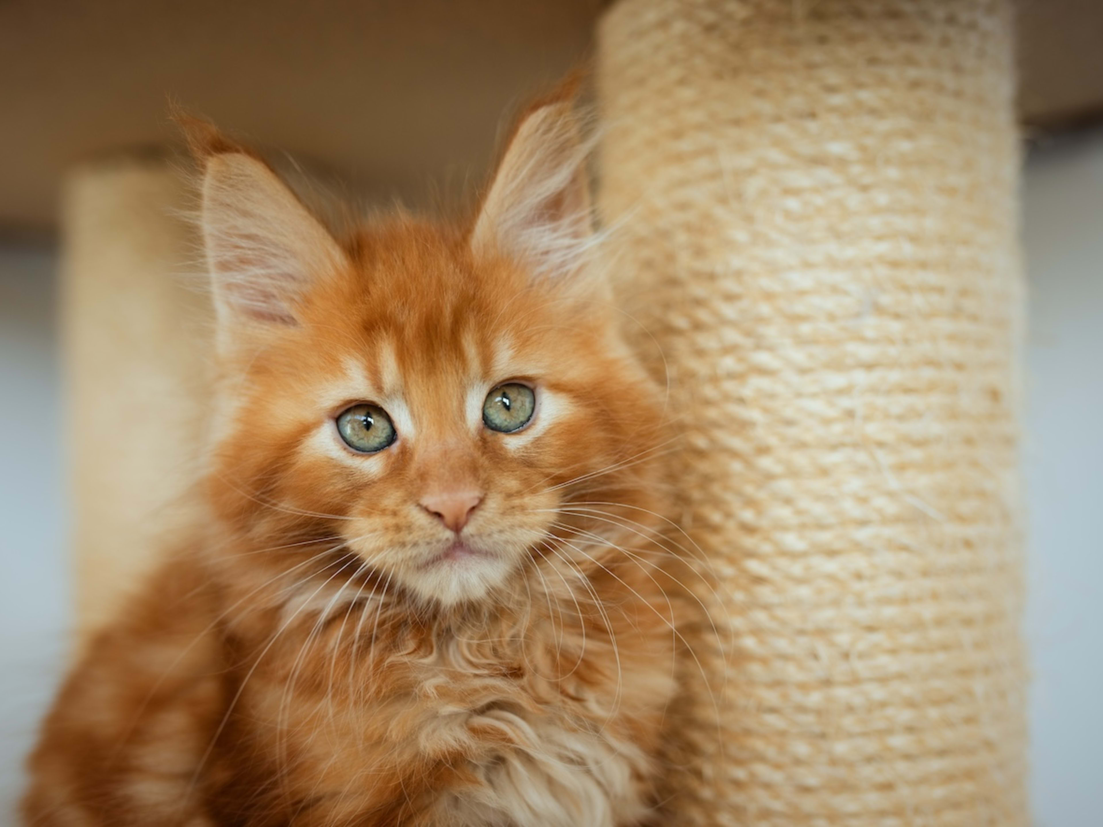 Adorable Orange Maine Coon Kitten Battles Sleep for the Chance to Have ...