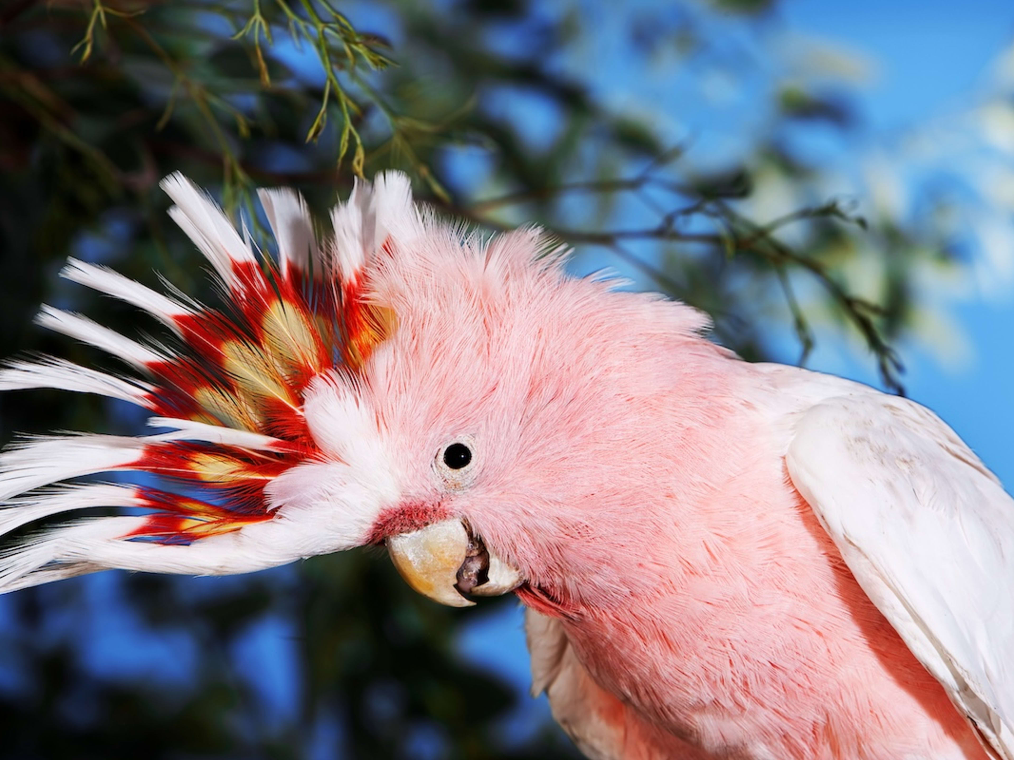 Baby Moluccan Cockatoo Looks Like a Super Rare Pokemon and Everyone's ...