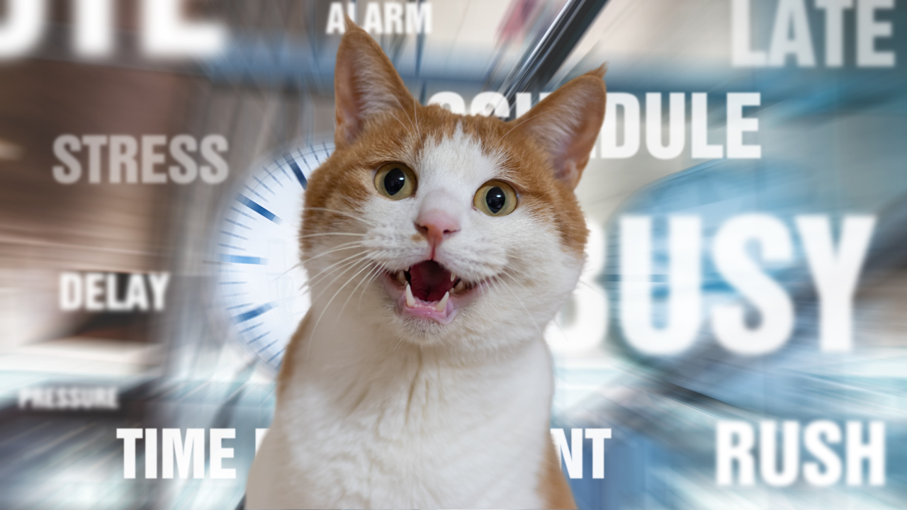 Stressed Cat Meme Funny Angry Cats Dies & Stamps Set
