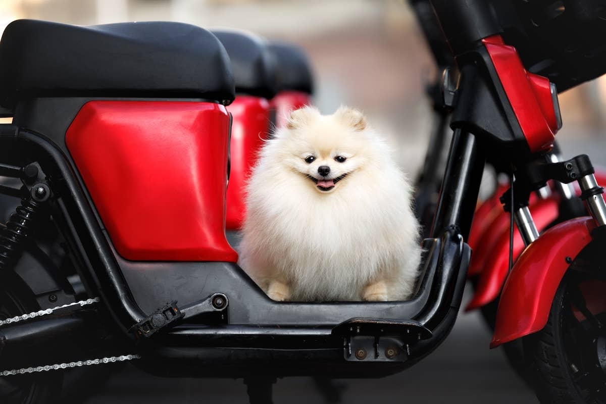 Tiny Pomeranian on a Motorcycle is the Coolest Member of the Daytona ...