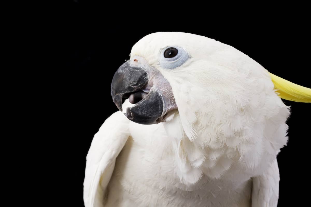 Funny Cockatoo 'Waits for Applause' After Song and Dance Like a True ...