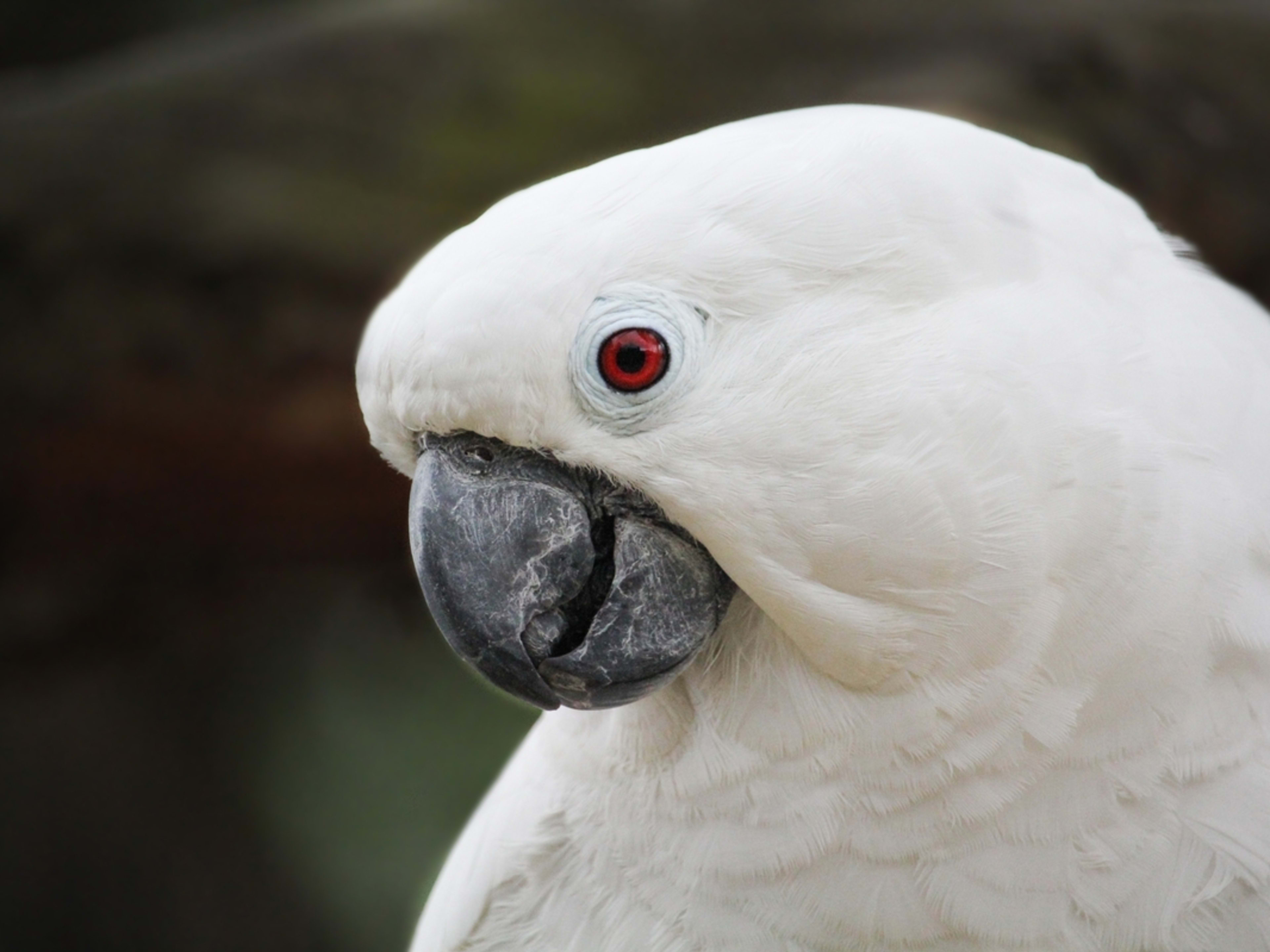 Cockatoo's Cute Commentary While Watching Best Friend Leave for Work Is ...